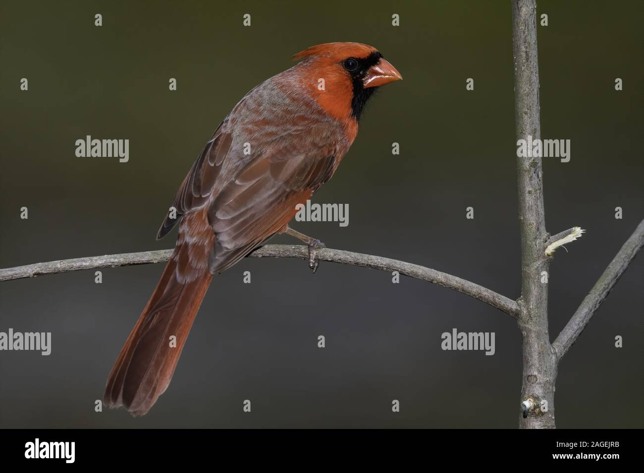 Cardinal mates hi-res stock photography and images - Alamy