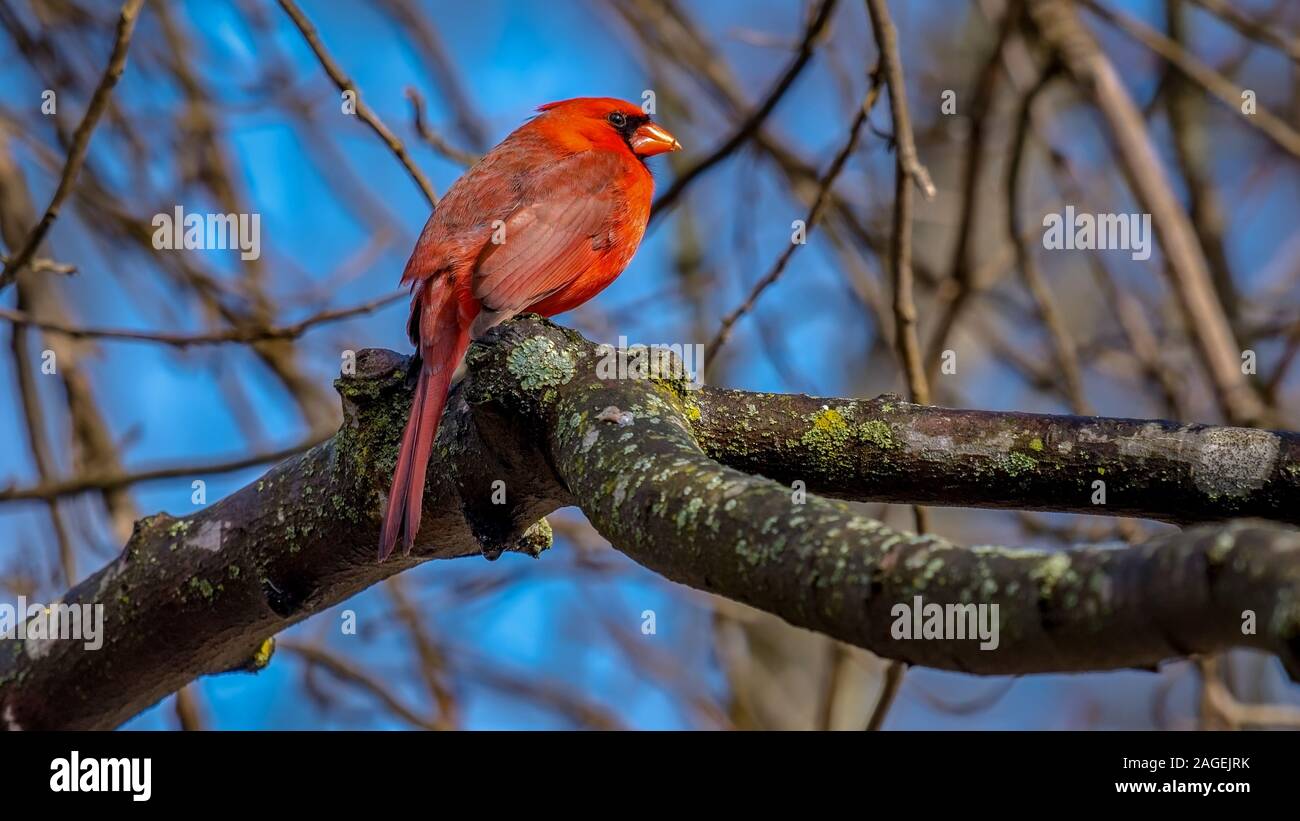 Male female northern cardinals perching hi-res stock photography and ...