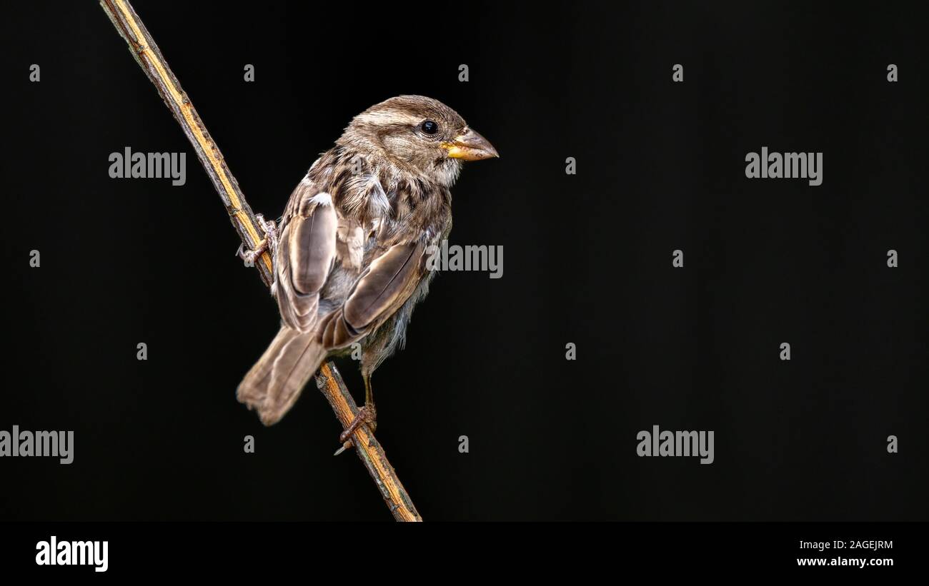 Migrating sparrows hi-res stock photography and images - Alamy
