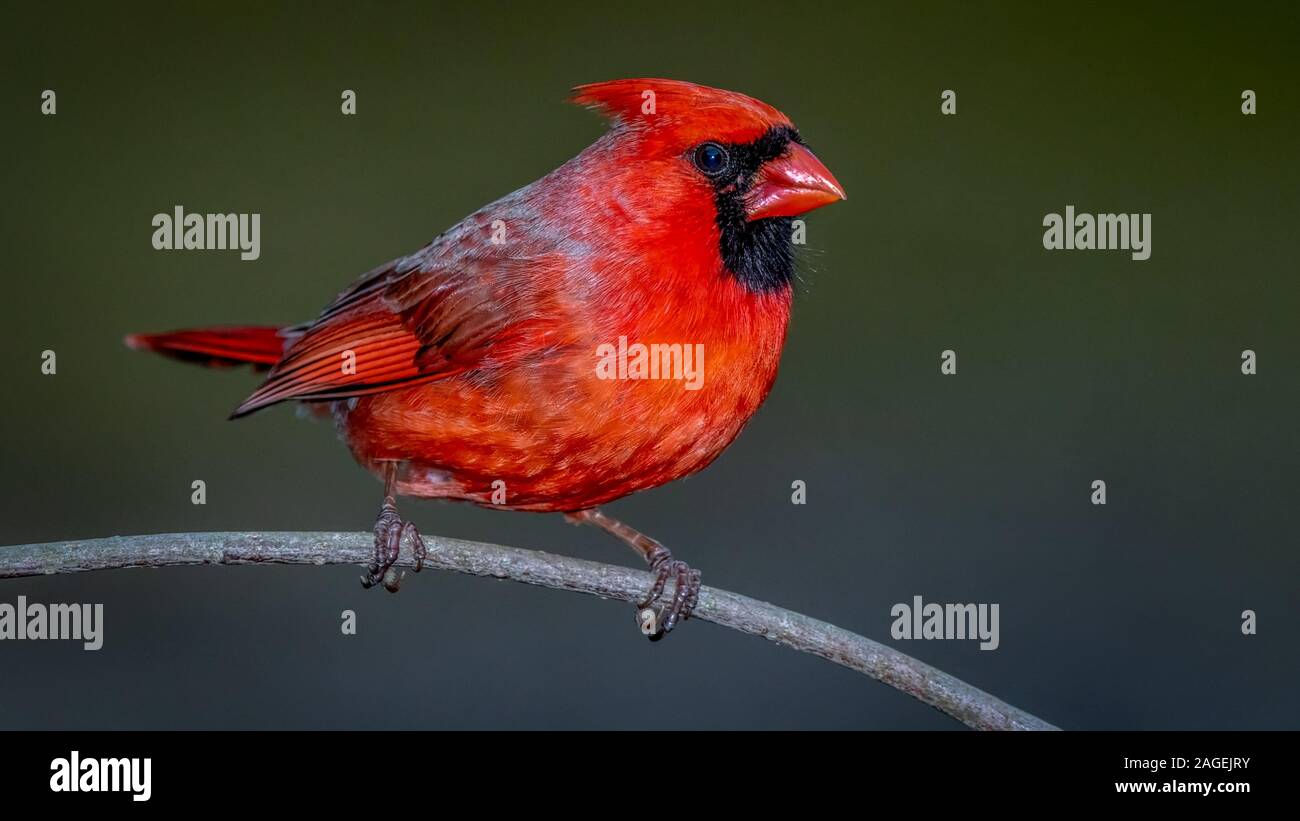 Cardinal bird pair hi-res stock photography and images - Alamy