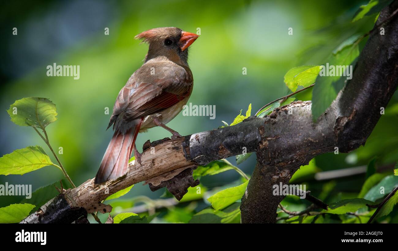 Male female northern cardinals perching hi-res stock photography and ...