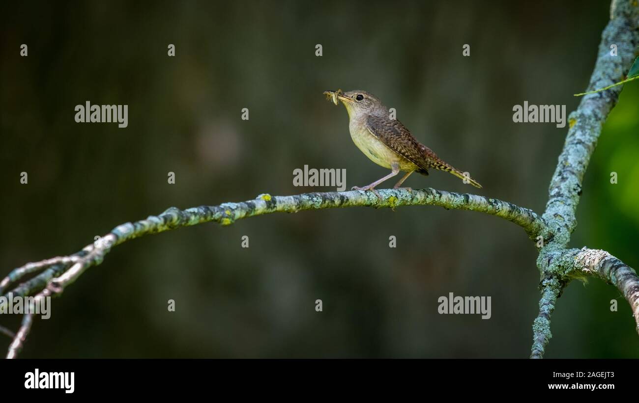 Migrating sparrows hi-res stock photography and images - Alamy