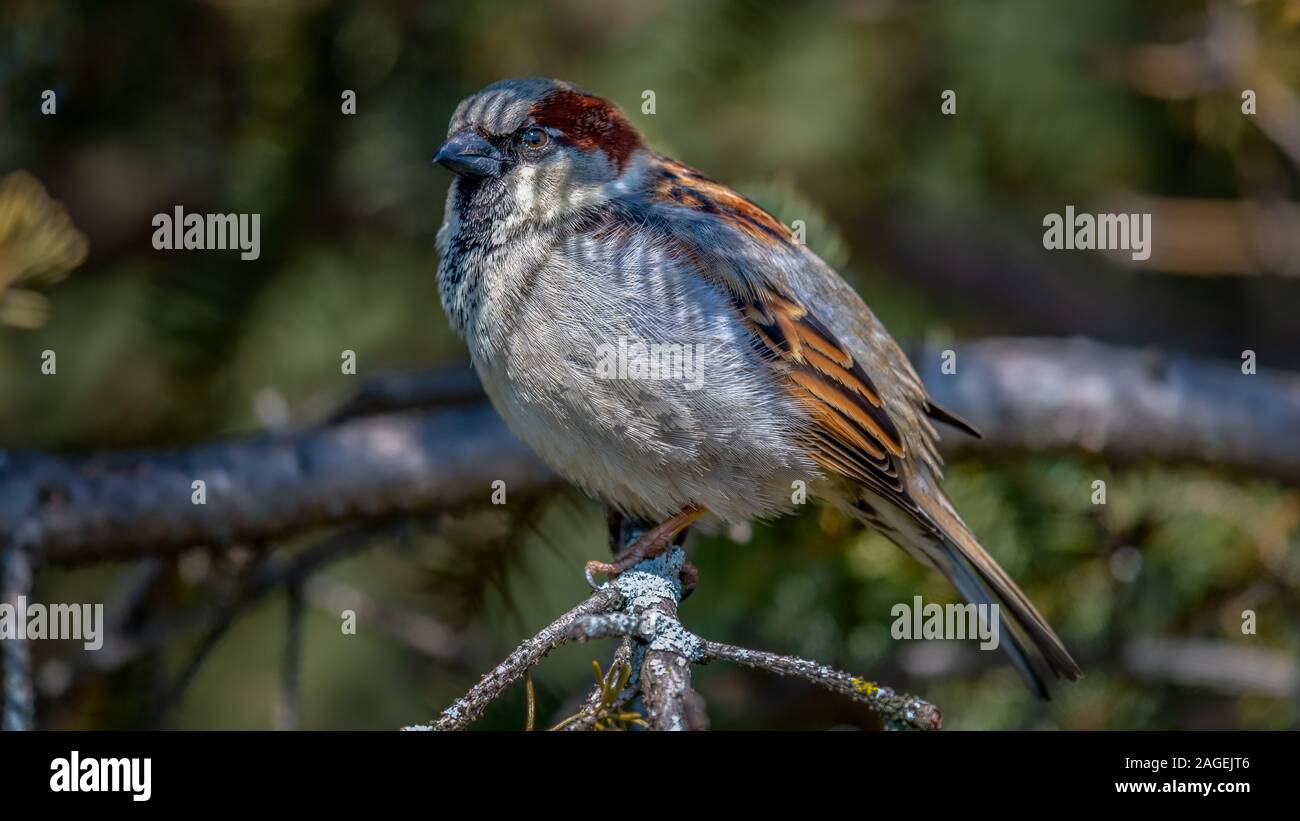 Migrating sparrows hi-res stock photography and images - Alamy