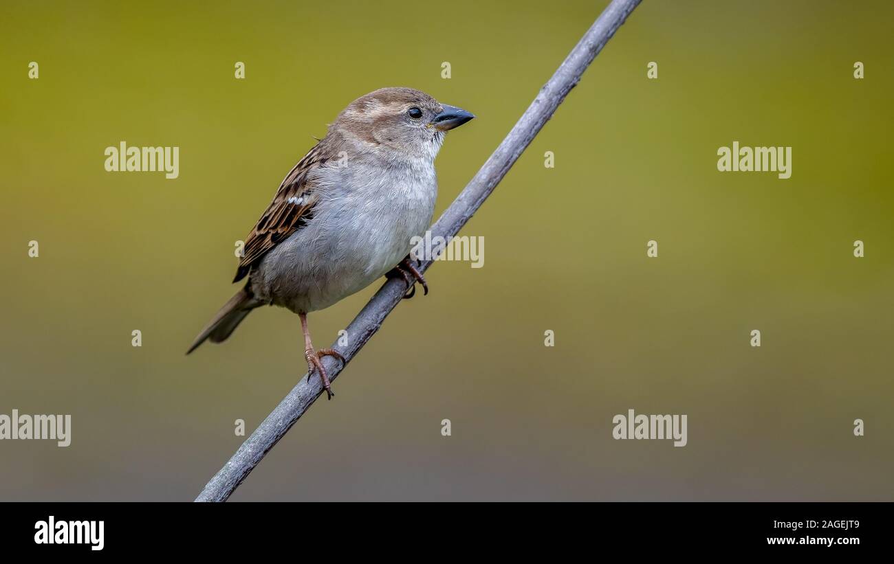Migrating sparrows hi-res stock photography and images - Alamy