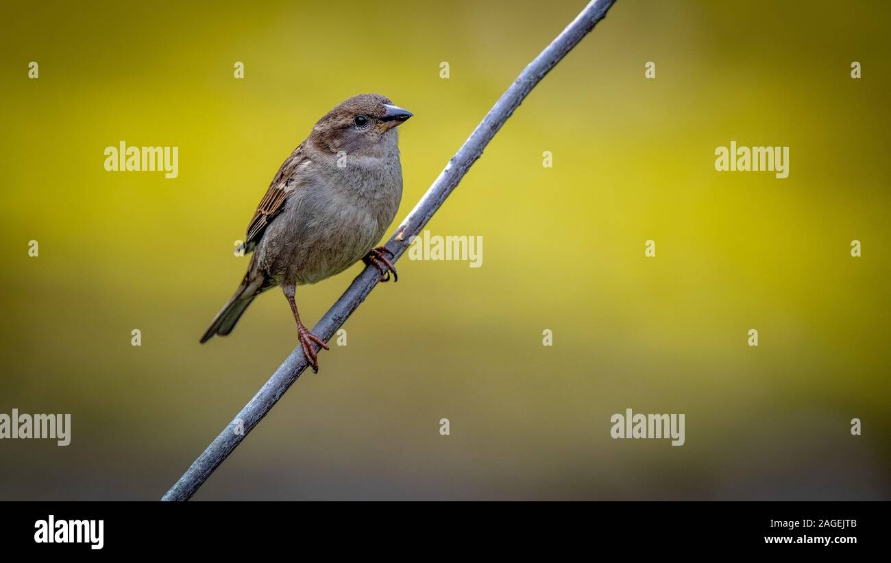 Migrating sparrows hi-res stock photography and images - Alamy