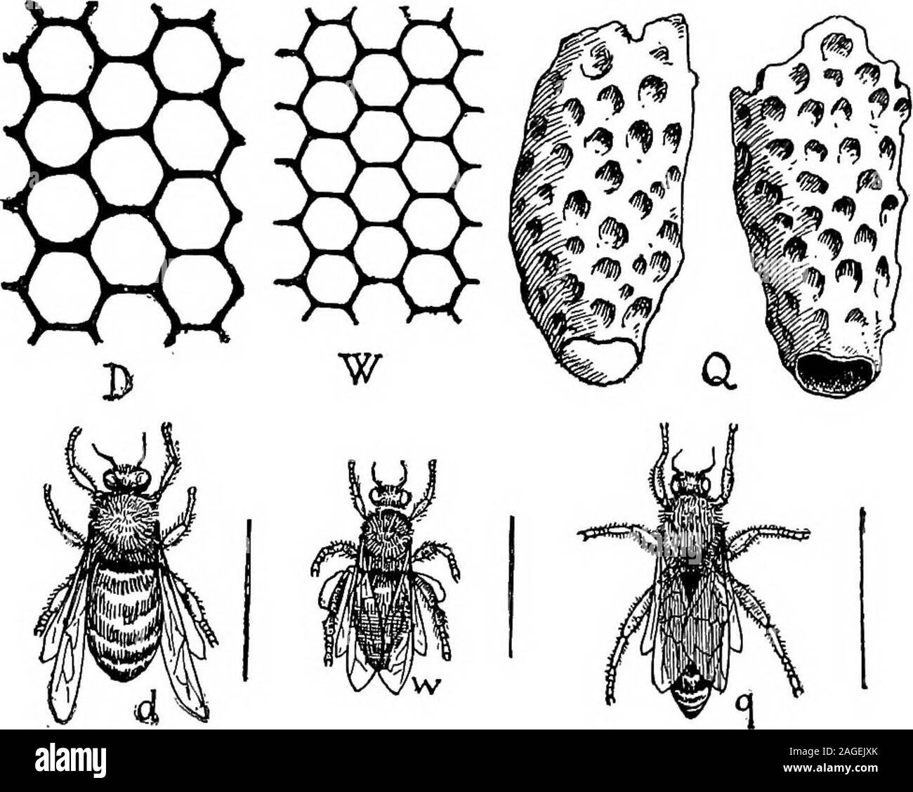 Bee types Black and White Stock Photos & Images - Alamy