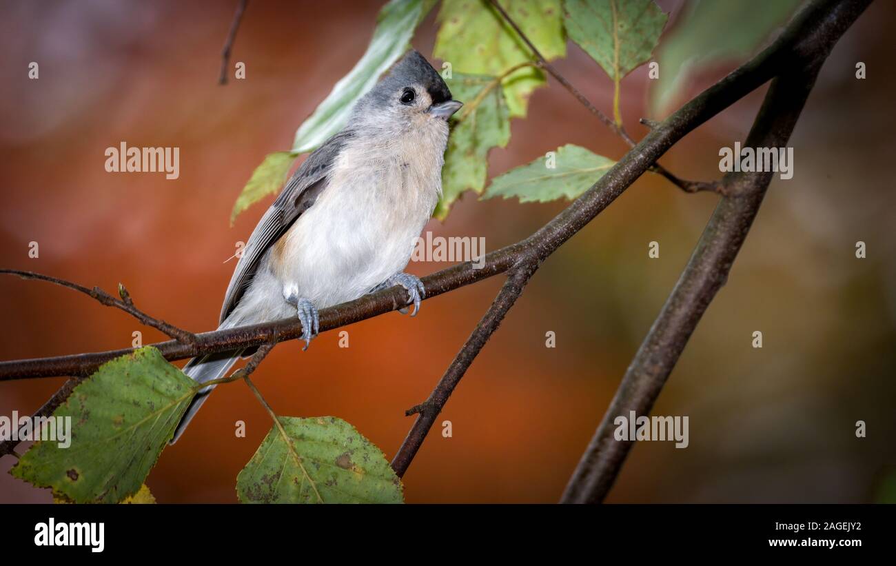 Baeolophus bicolor tufted titmouse hi-res stock photography and images ...