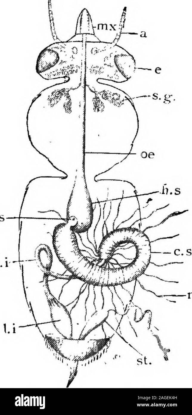 . Outlines of zoology. Fig. 179.—Nervous system of bee.—After Cheshire ...