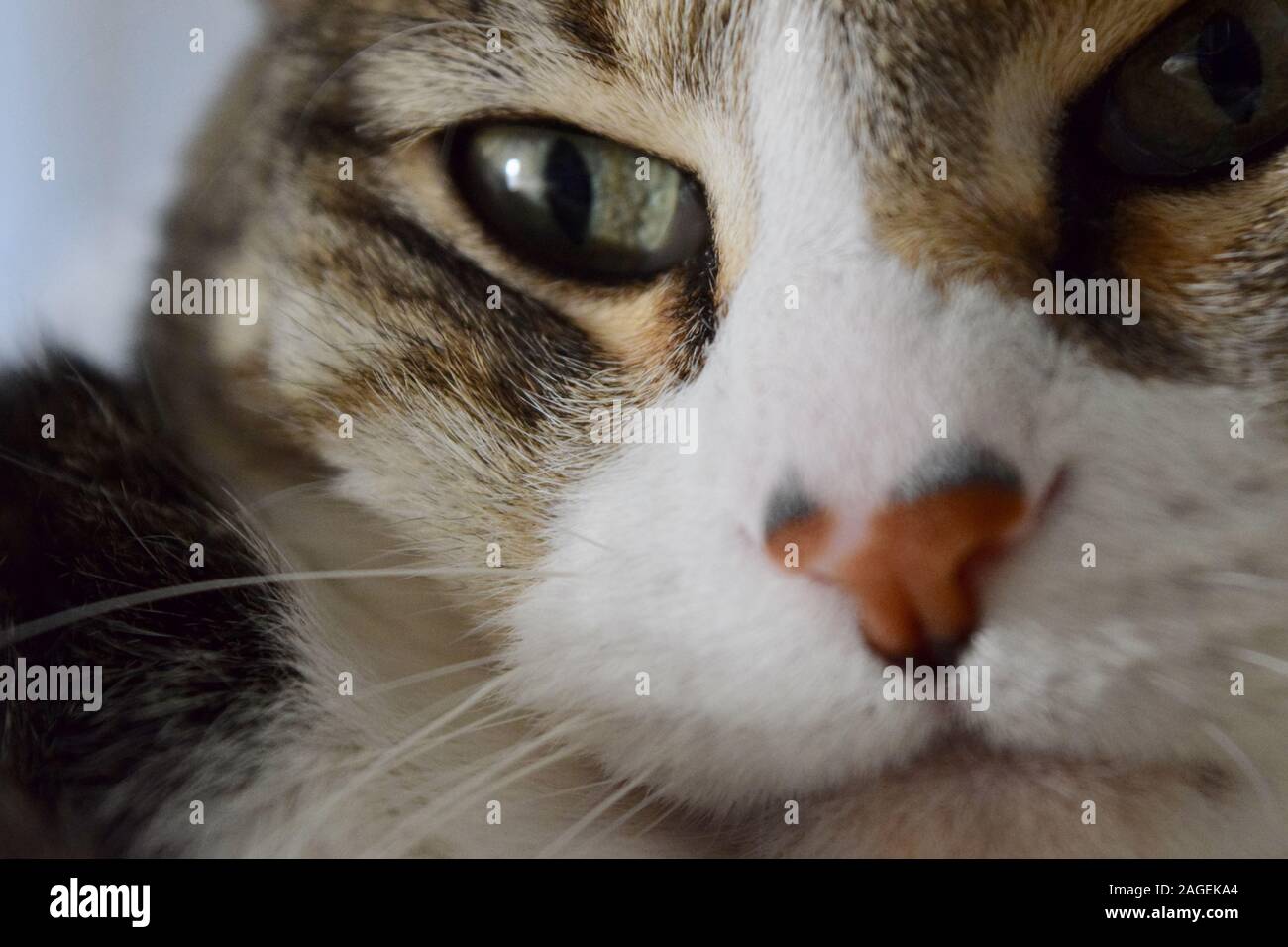 Closeup shot of a green-eyed cute domestic furry cat looking towards ...