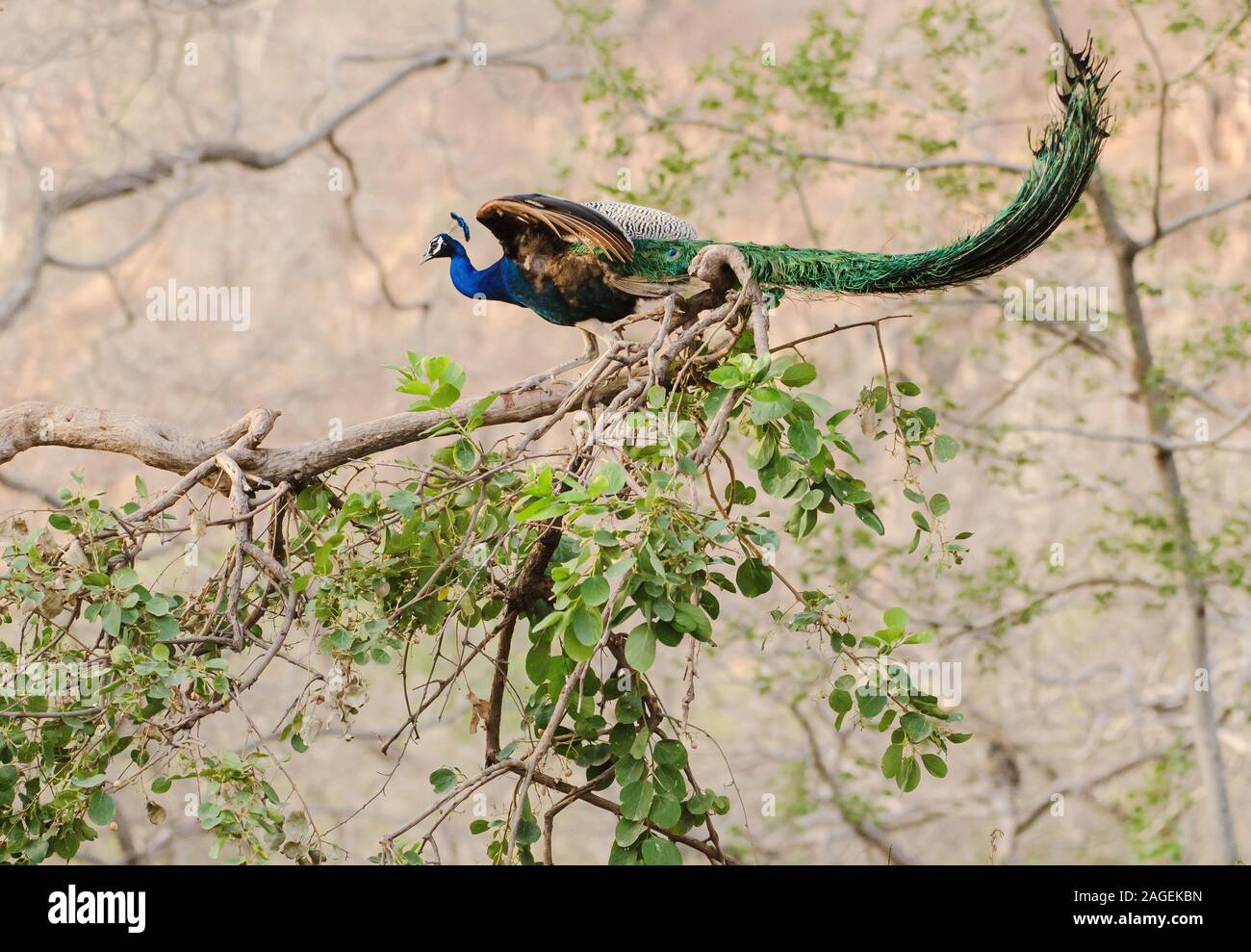 Colorful peacock perched on a tree branch with green leaves Stock Photo ...