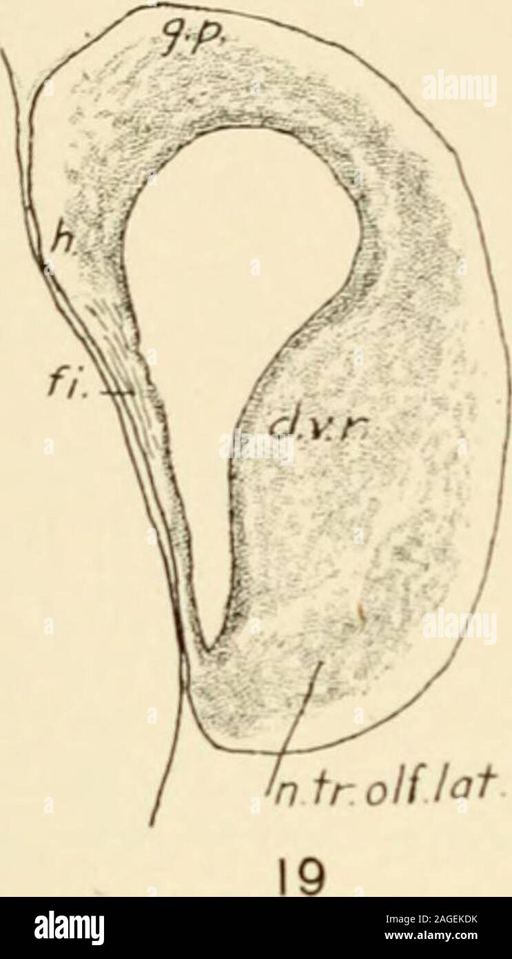 Lentiform nucleus hi-res stock photography and images - Alamy