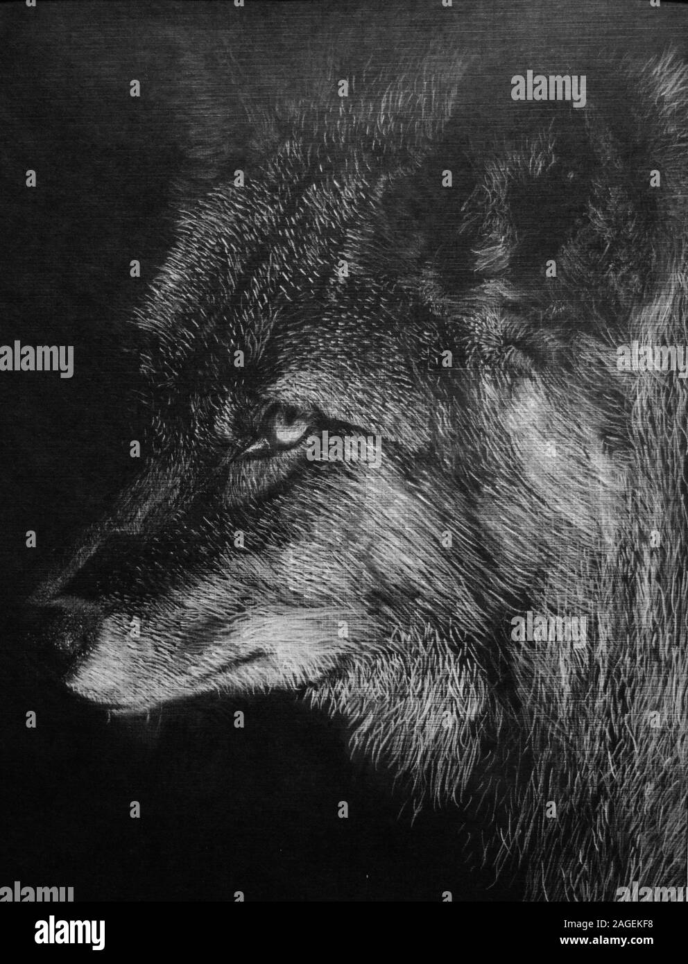 Hand white chalk drawing of a black wolf’s face profile on black paper ...