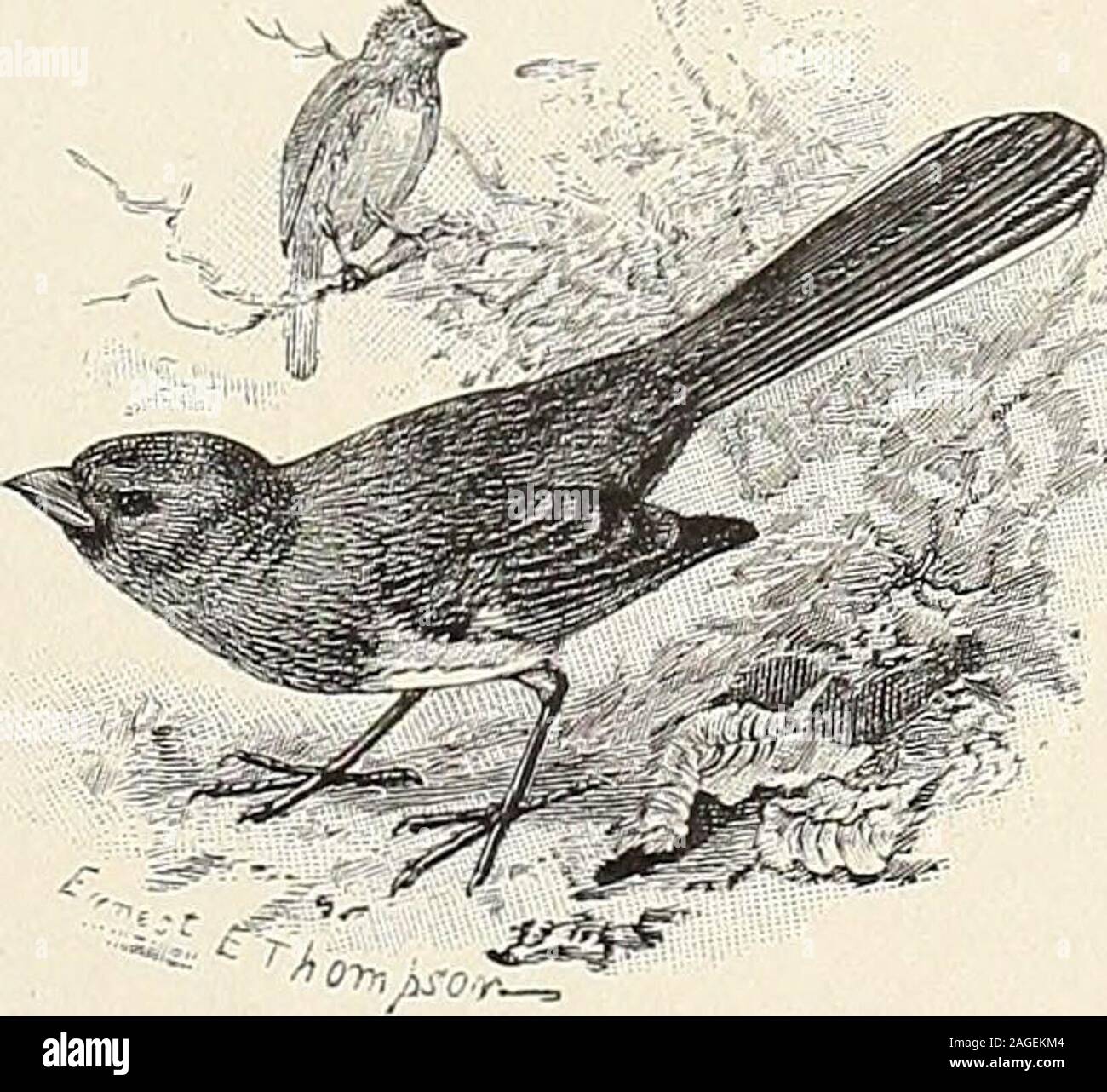 Chewink hi-res stock photography and images - Alamy