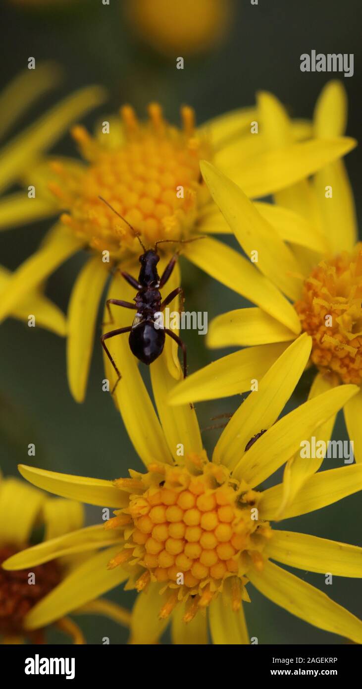 Ant damsel bug Stock Photo - Alamy