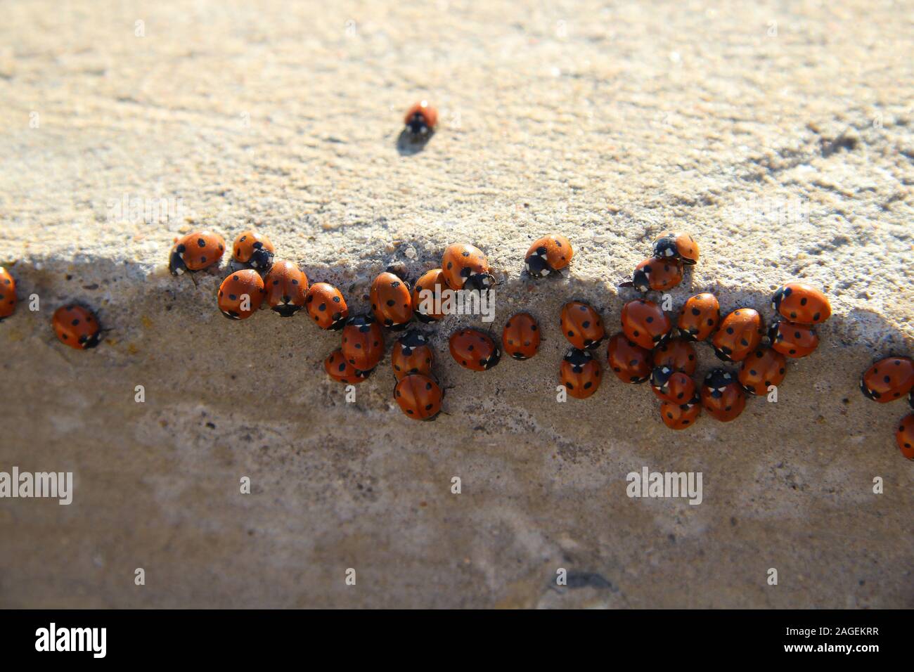 Lady bug on rock hi-res stock photography and images - Alamy