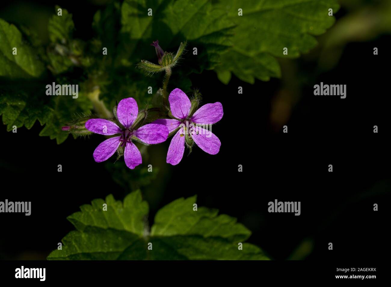 Silene colorata, Pink pirouette, Mediterranean catchfly Stock Photo - Alamy