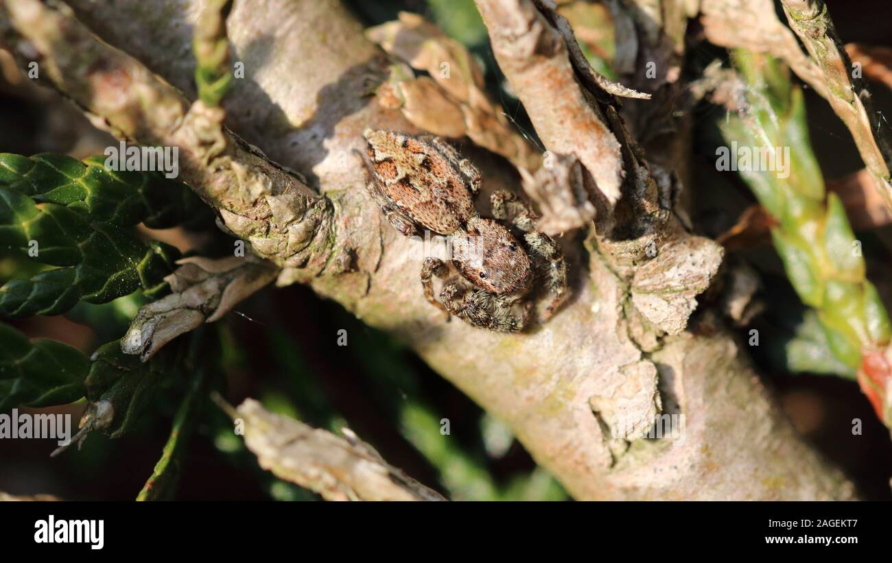 Jumping spider on branch Stock Photo - Alamy