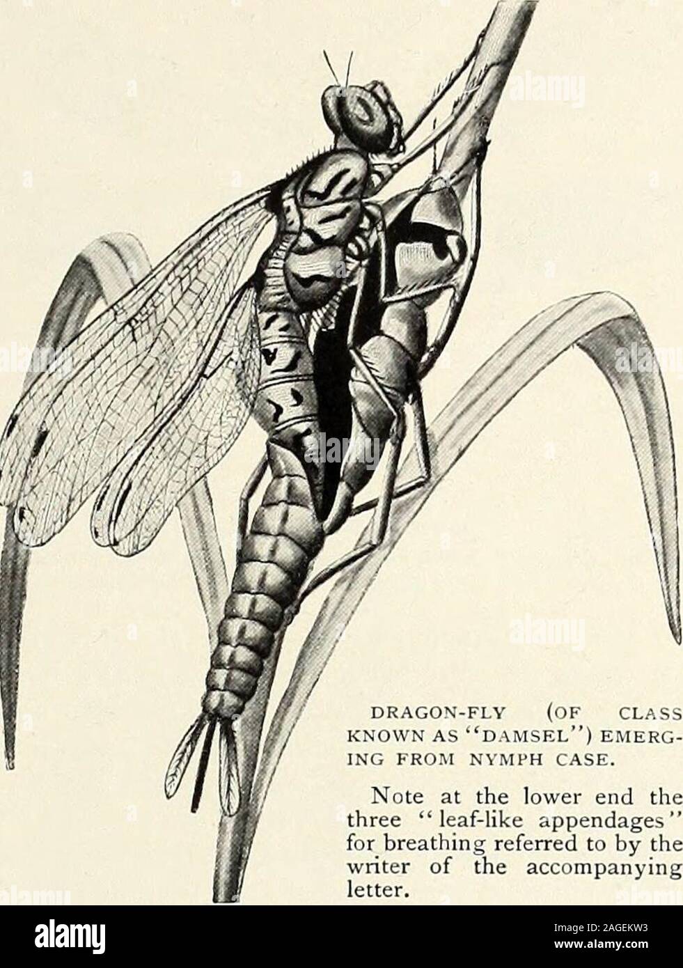 . St. Nicholas [serial]. V. T DRAGON-FLY (OF CLASSKNOWN AS DAMSF.L ...