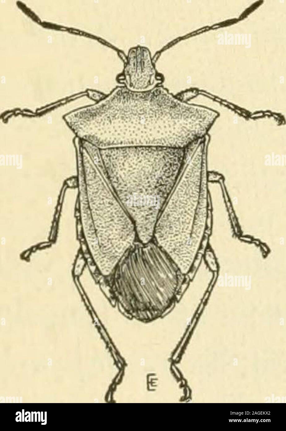 Grayishbrown hi-res stock photography and images - Alamy