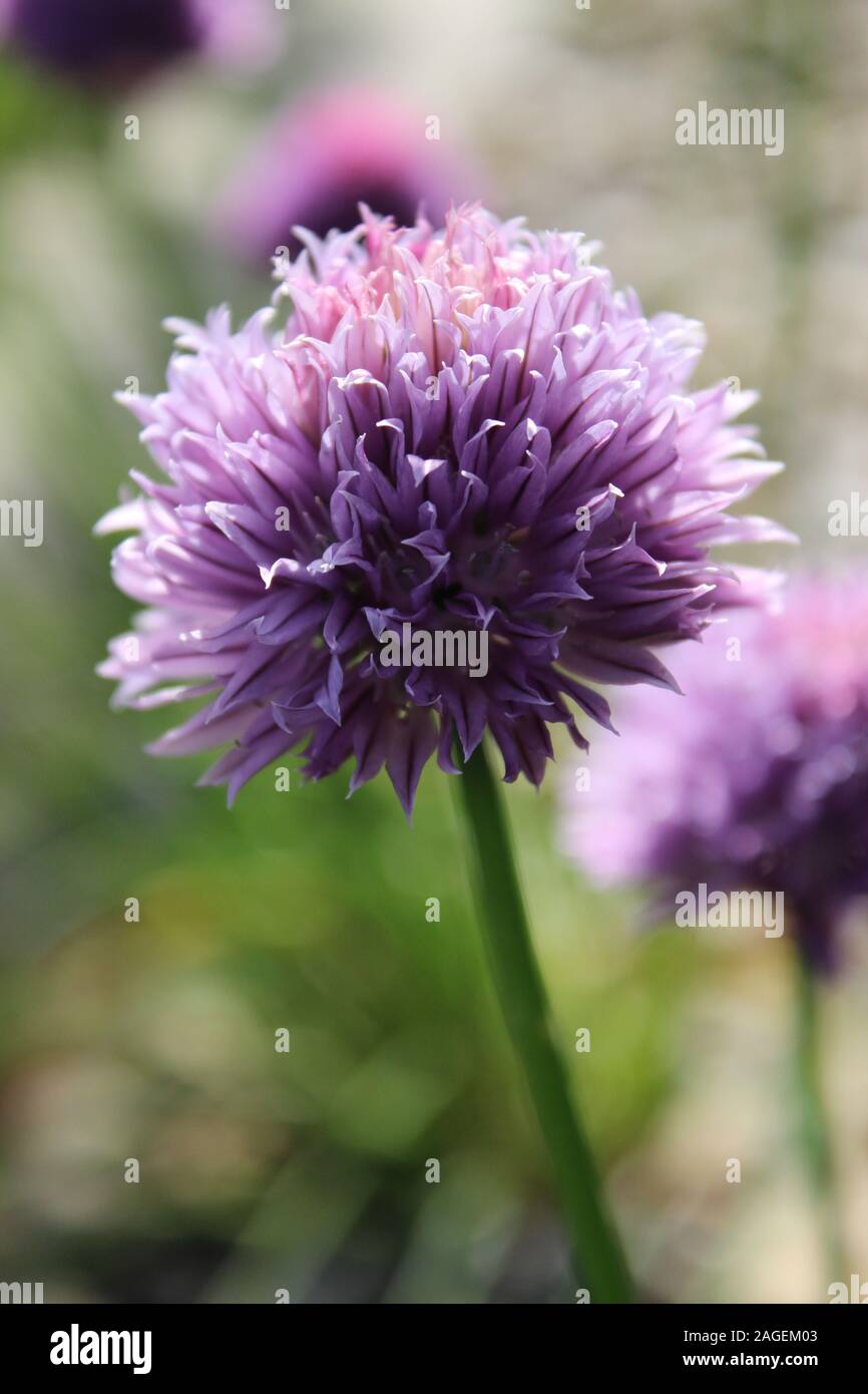 Vertical closeup shot of a purple blooming wild chive in the garden ...