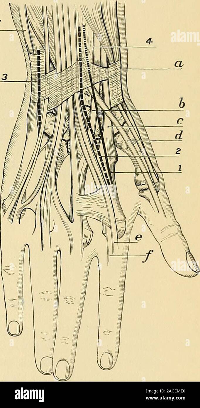 . Operative surgery. of articu-lation of the wrist Joint; expose ...