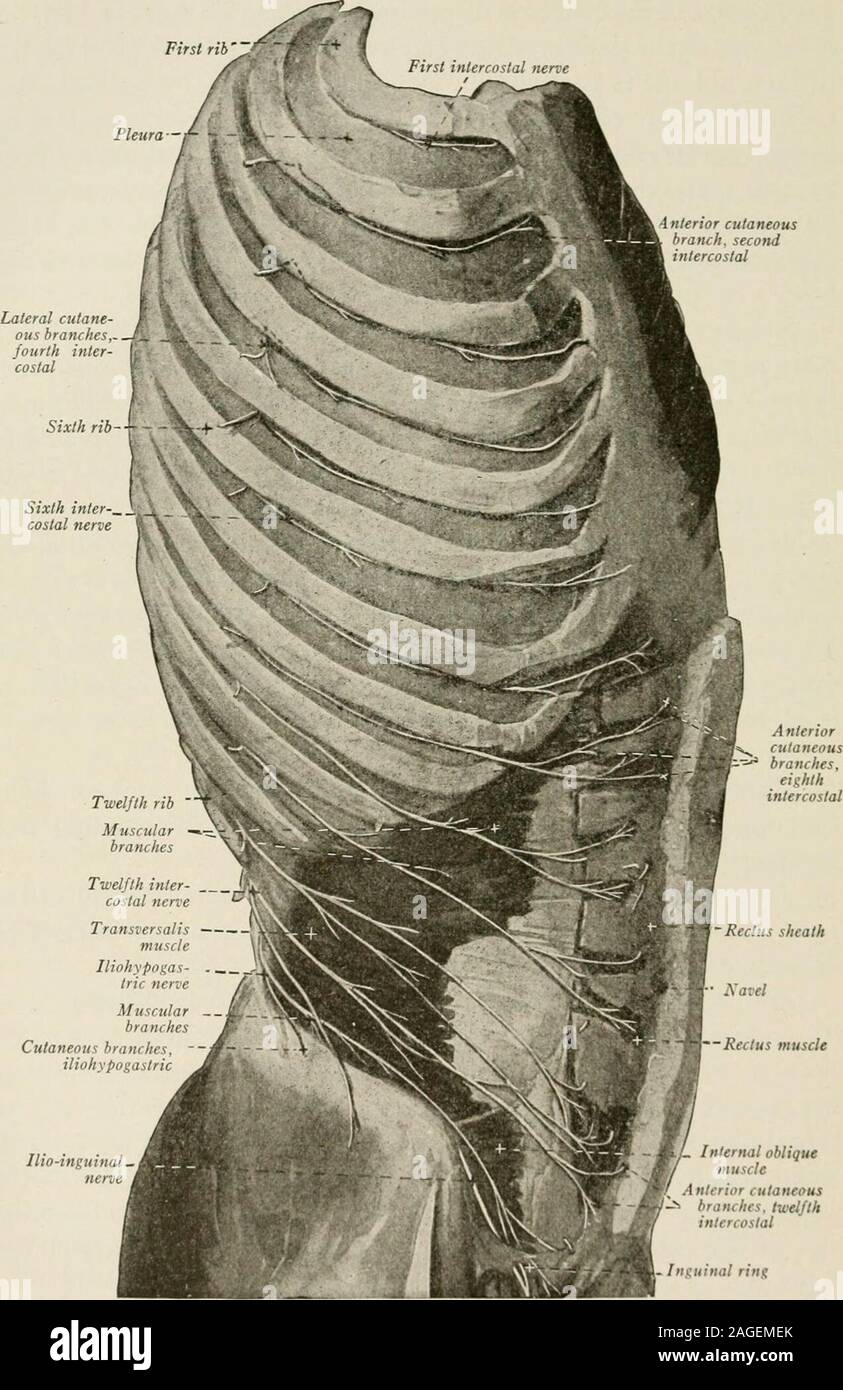 . Local and regional anesthesia; with chapters on spinal, epidural ...