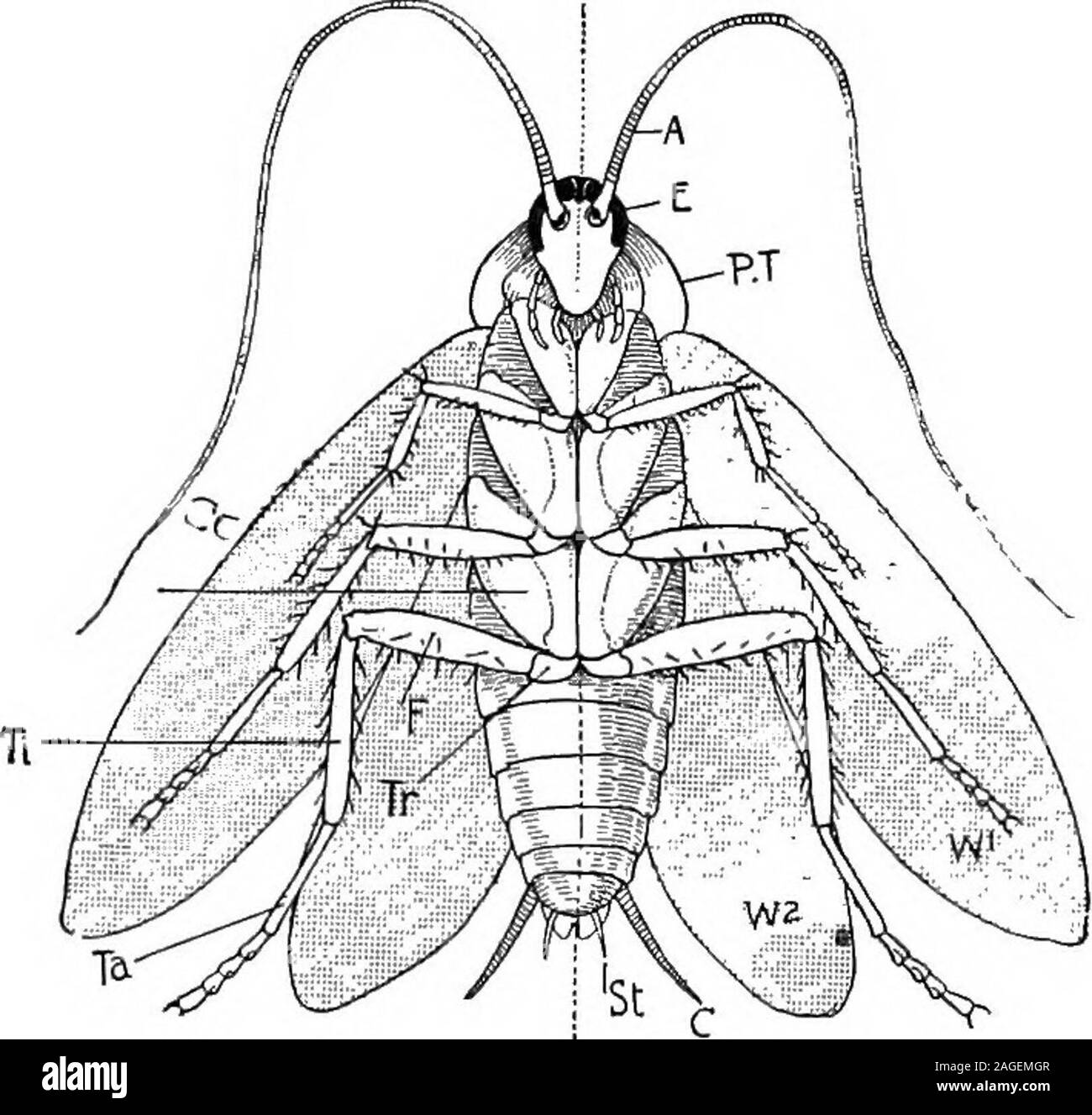Tergum Black and White Stock Photos & Images - Alamy