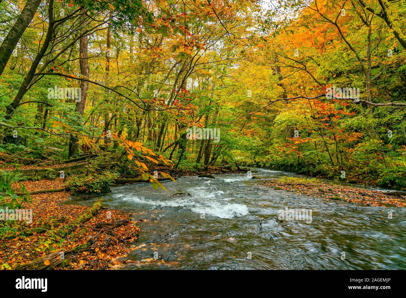 View of Oirase Mountain Stream flow passing the colorful foliage forest ...