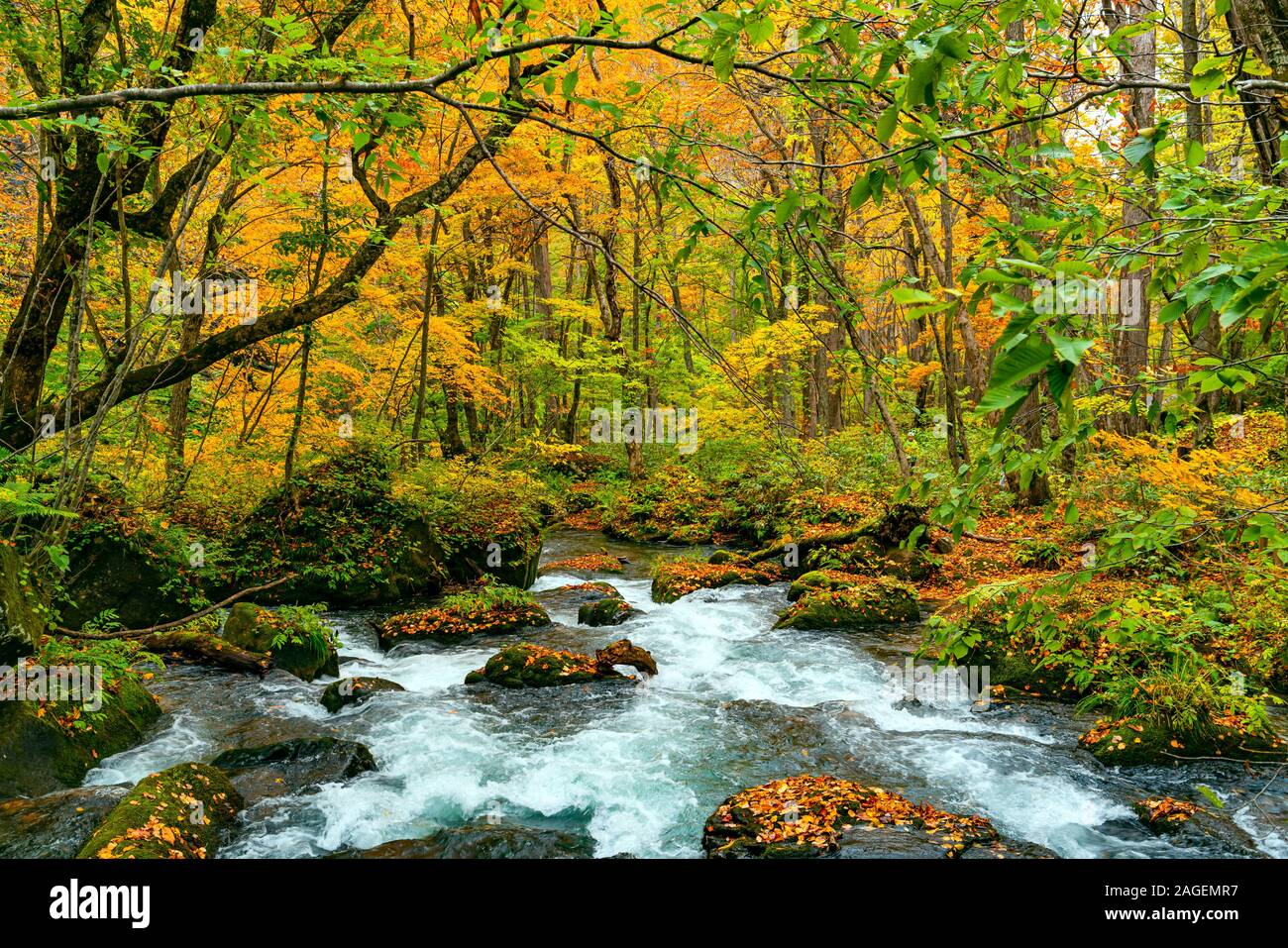View of Oirase River flow passing green mossy rocks covered with falling leaves in colorful ...