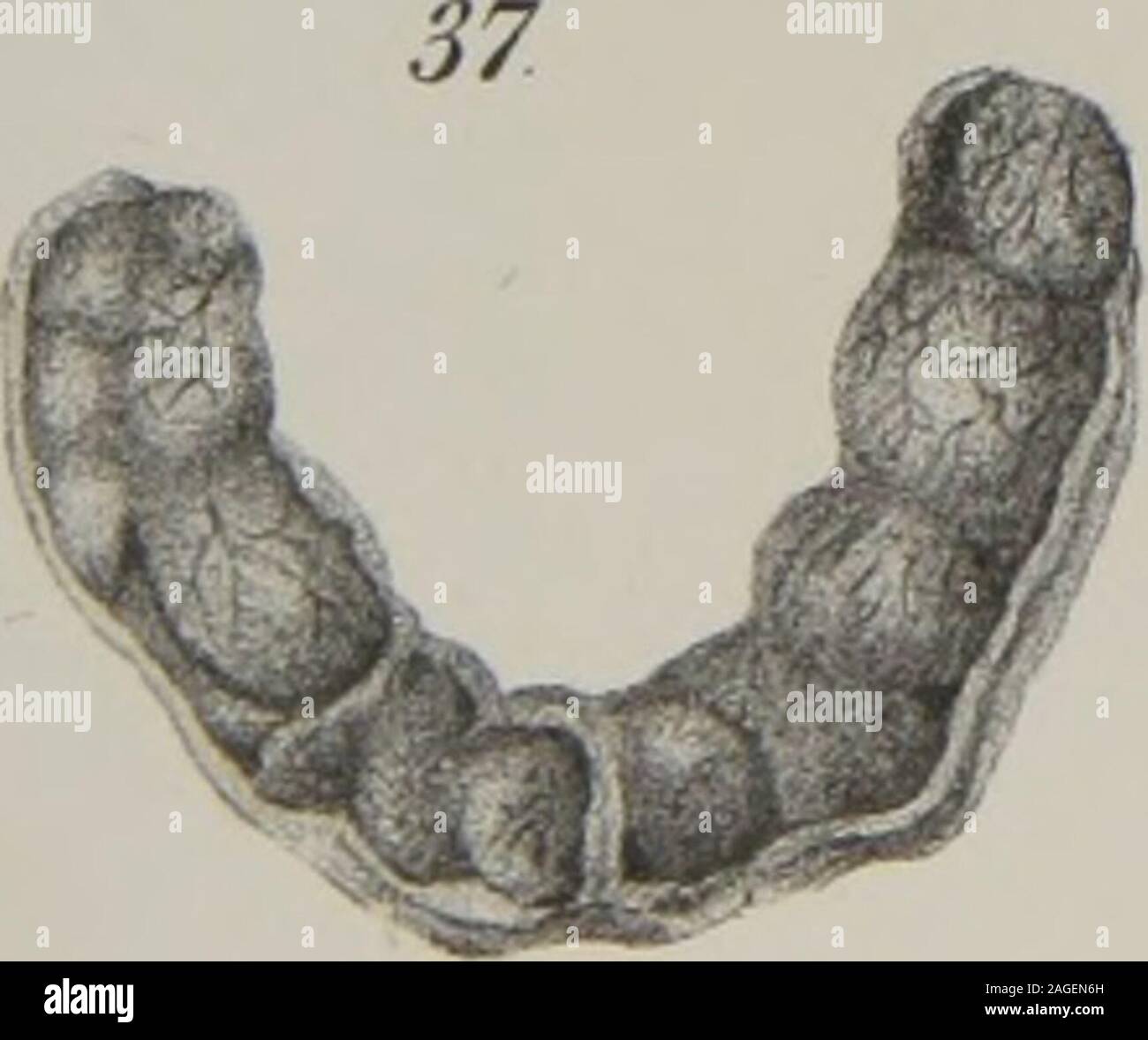 . The anatomy, physiology and pathology of the human teeth : with the ...