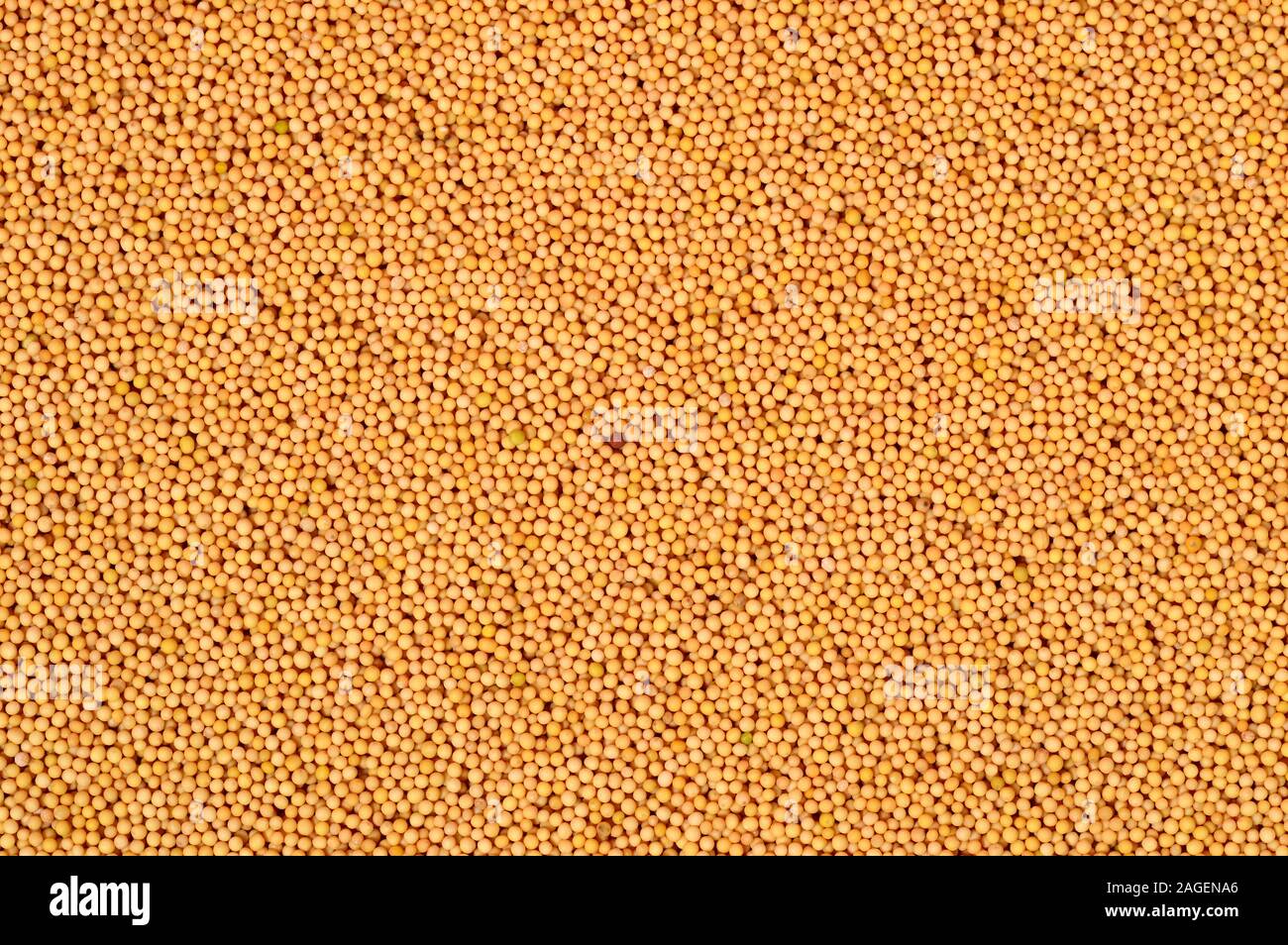 Yellow Mustard Seeds as a background texture Stock Photo - Alamy