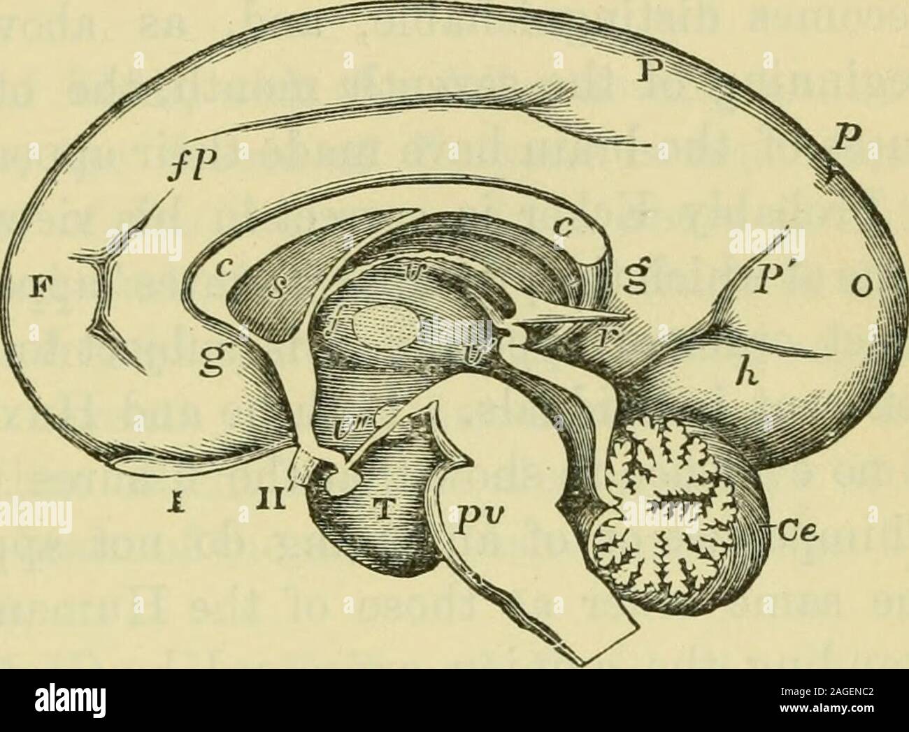 Back half of the brain hi-res stock photography and images - Alamy