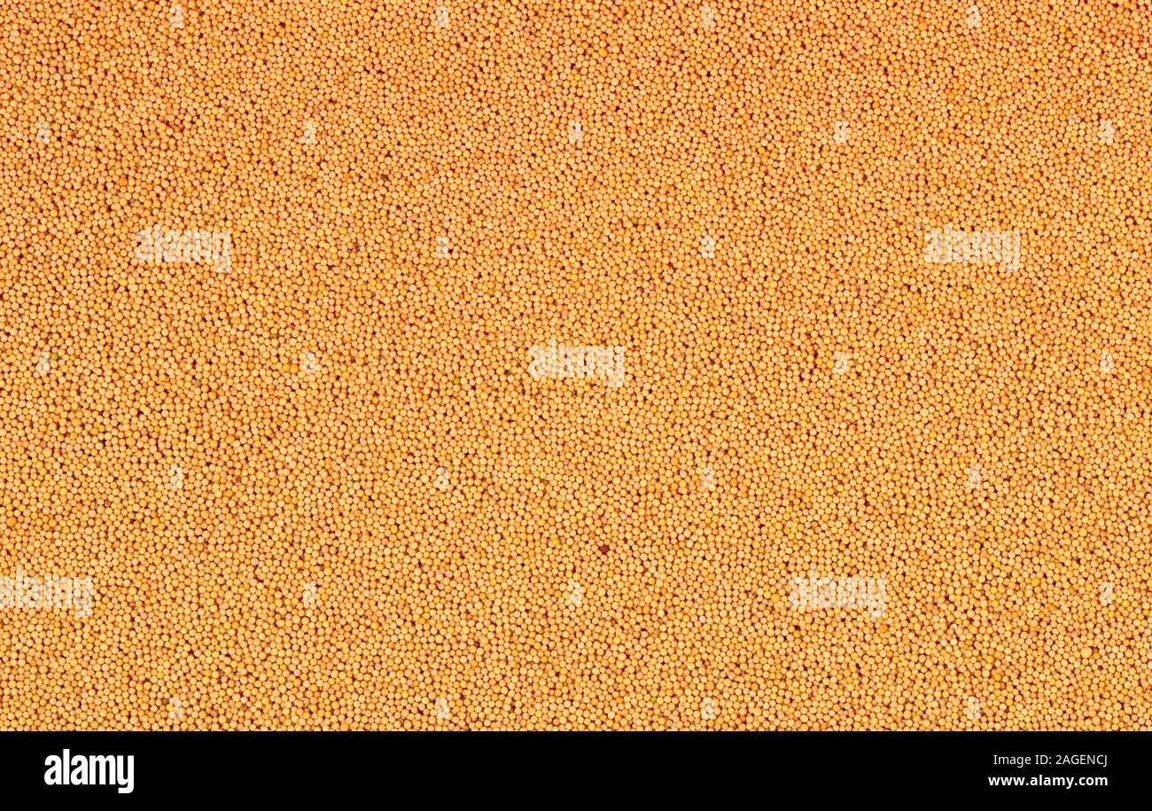 Yellow Mustard Seeds as a background texture Stock Photo - Alamy