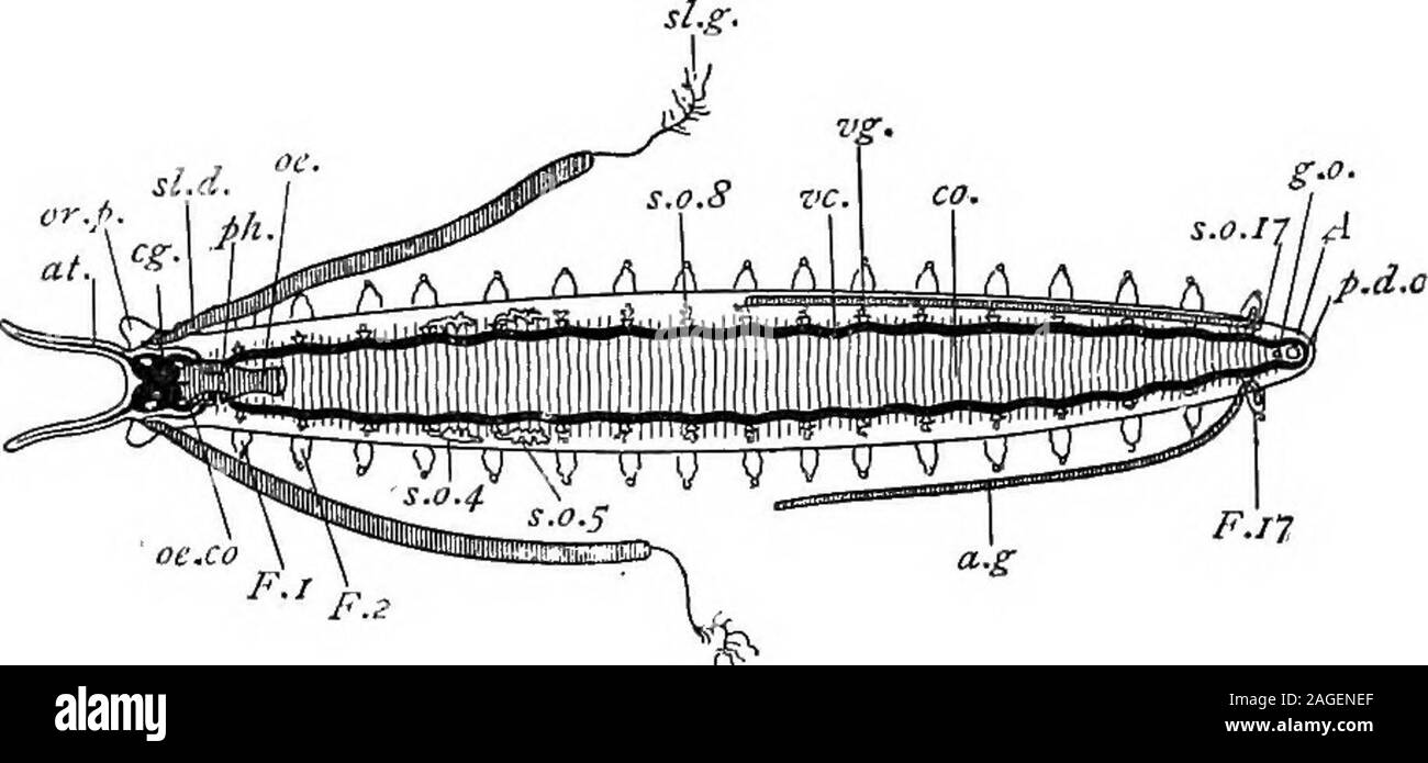 Male female reproductive system Black and White Stock Photos & Images ...