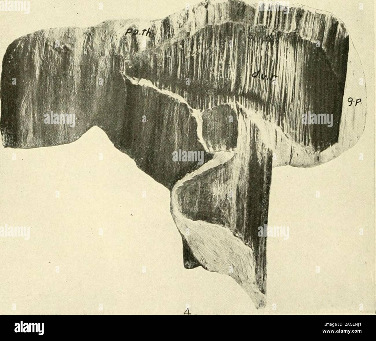 . Journal of comparative neurology. DORSAL VENTRICULAR RIDGE 495 Stock ...