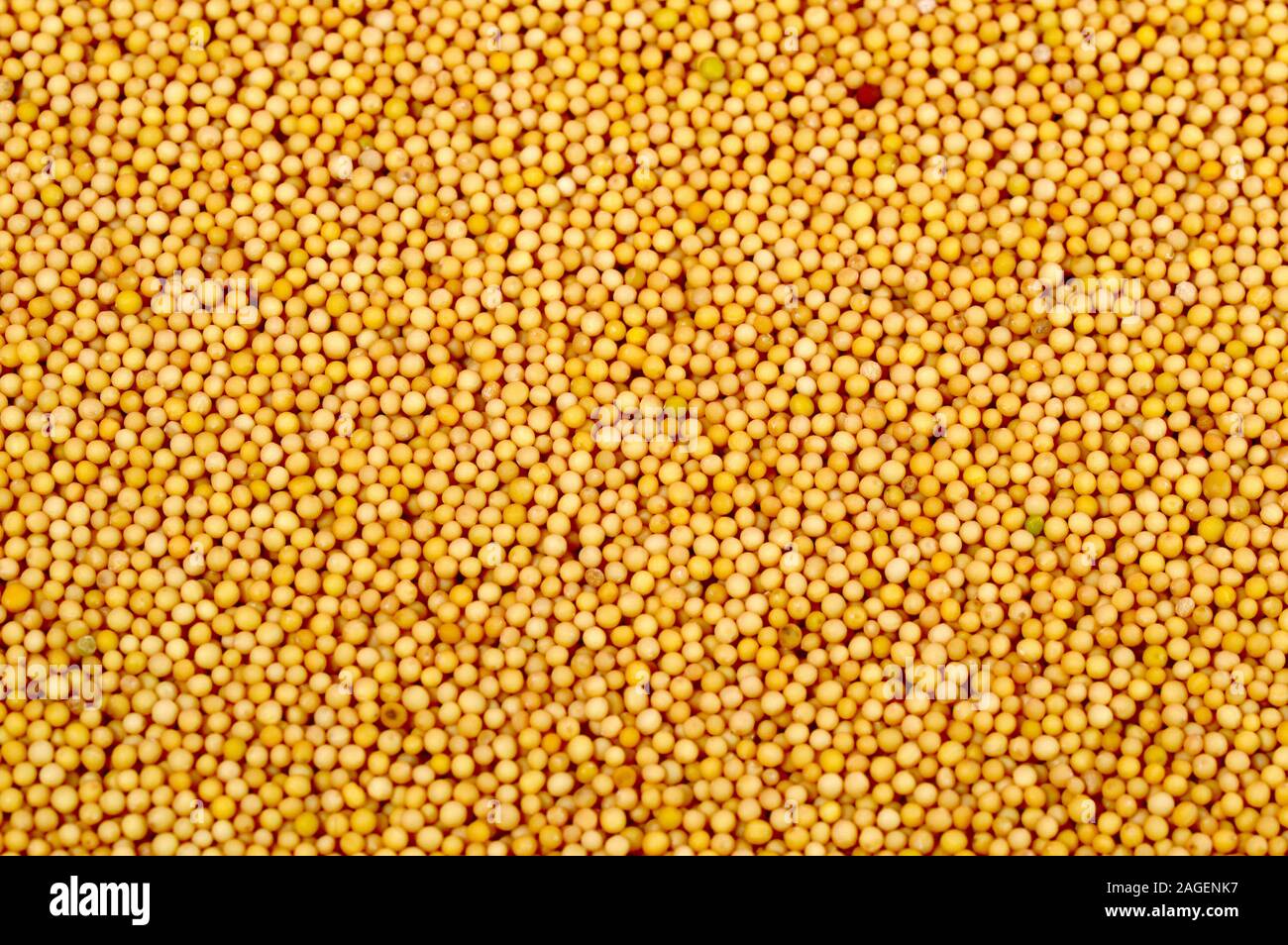 Yellow Mustard Seeds as a background texture Stock Photo - Alamy