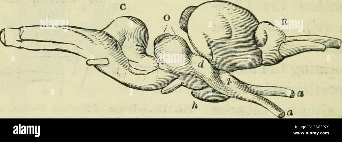 . The brain as an organ of mind. 340 DEVELOPMENT OF THE HUMAN ERAlN A ...