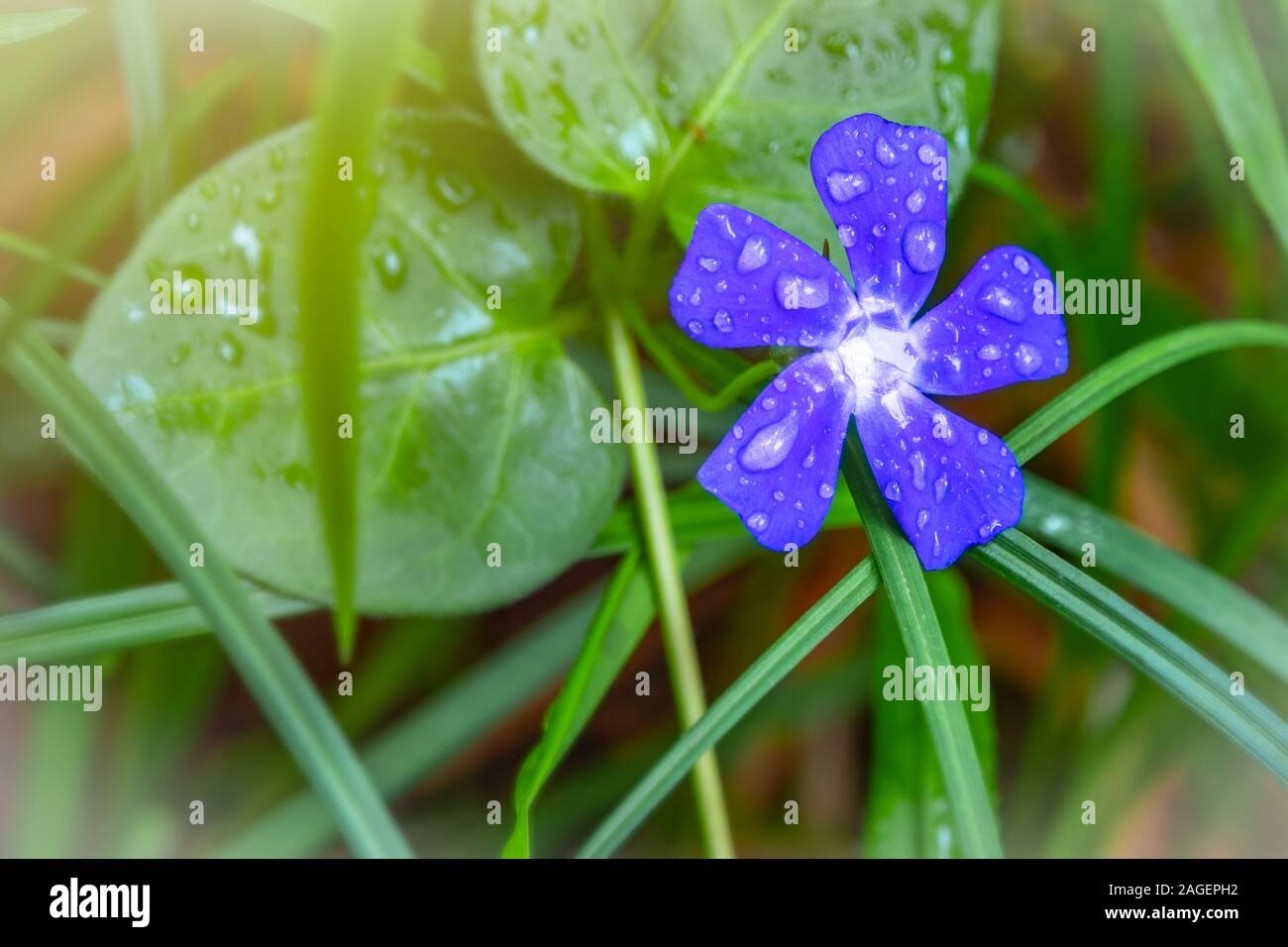 Blue periwinkle flower, Wild Vinca Periwinkle. Spring forest. Vinca ...