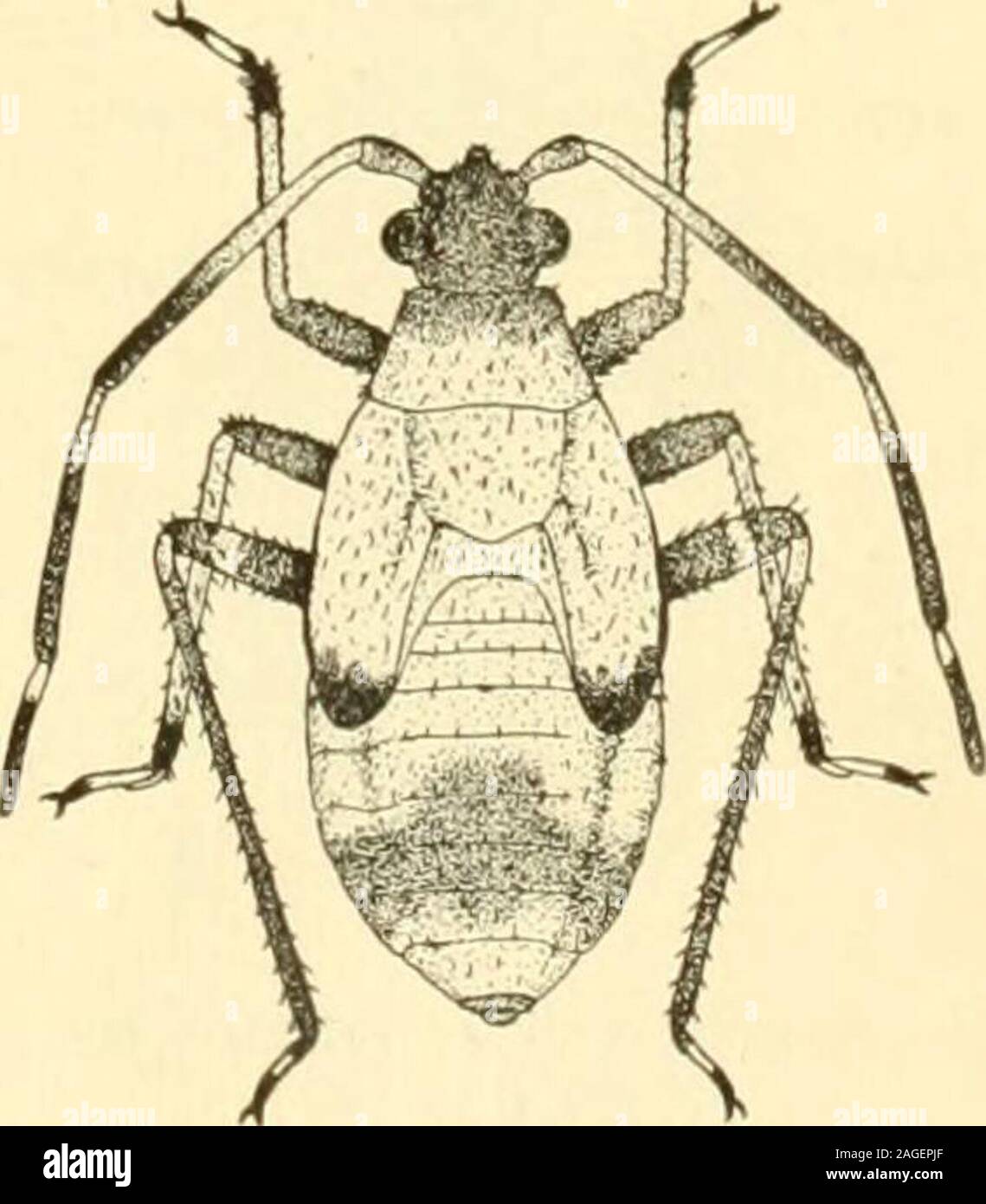 . Manual of vegetable-garden insects. Fig. 124.—Eggof ...