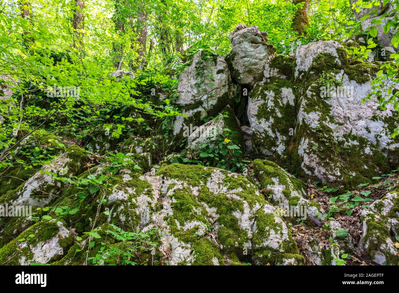 A pile of large stones in the forest, overgrown with moss, grass and ...