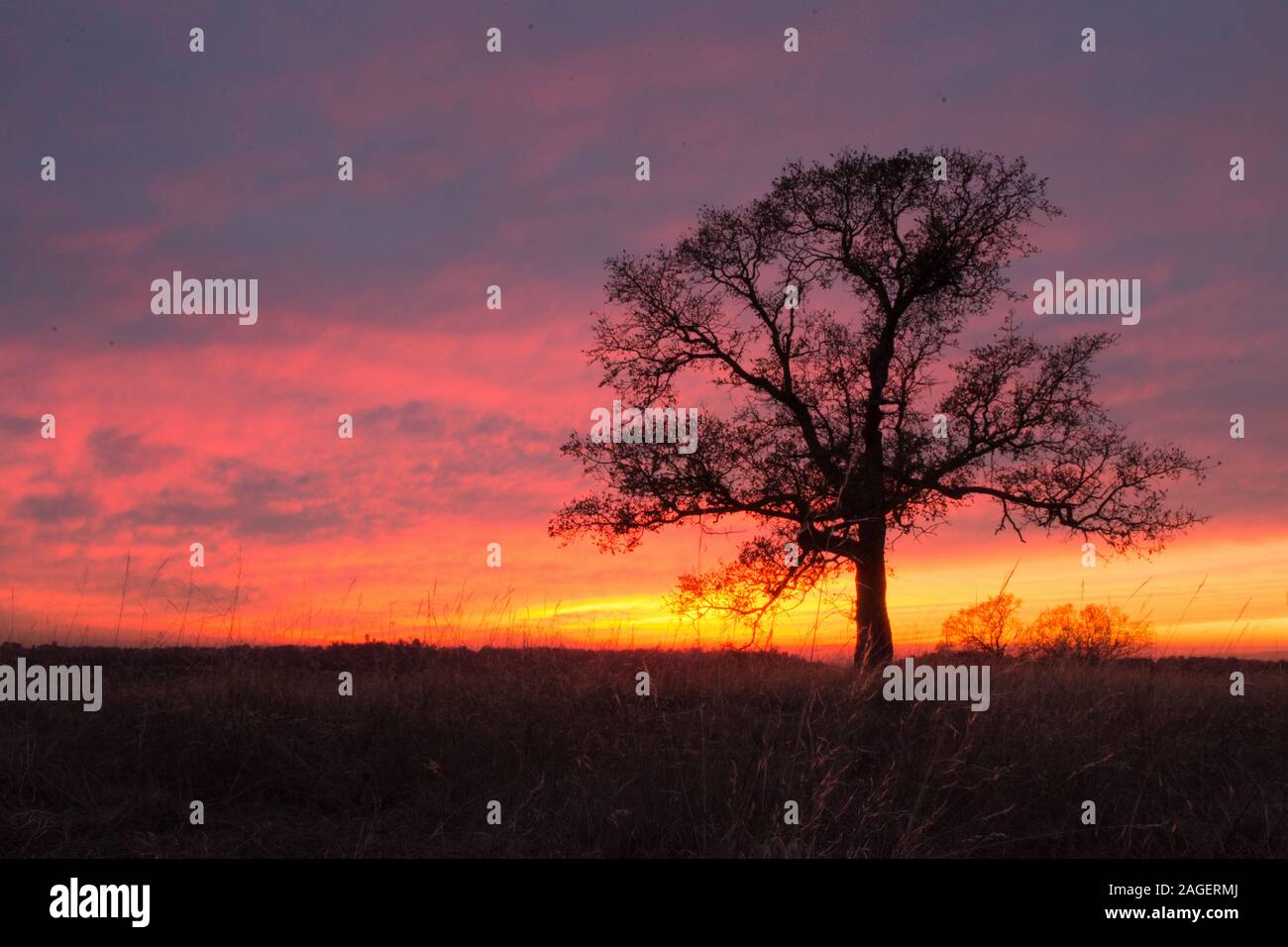 Oak tree horizon dramatic sky hi-res stock photography and images - Alamy