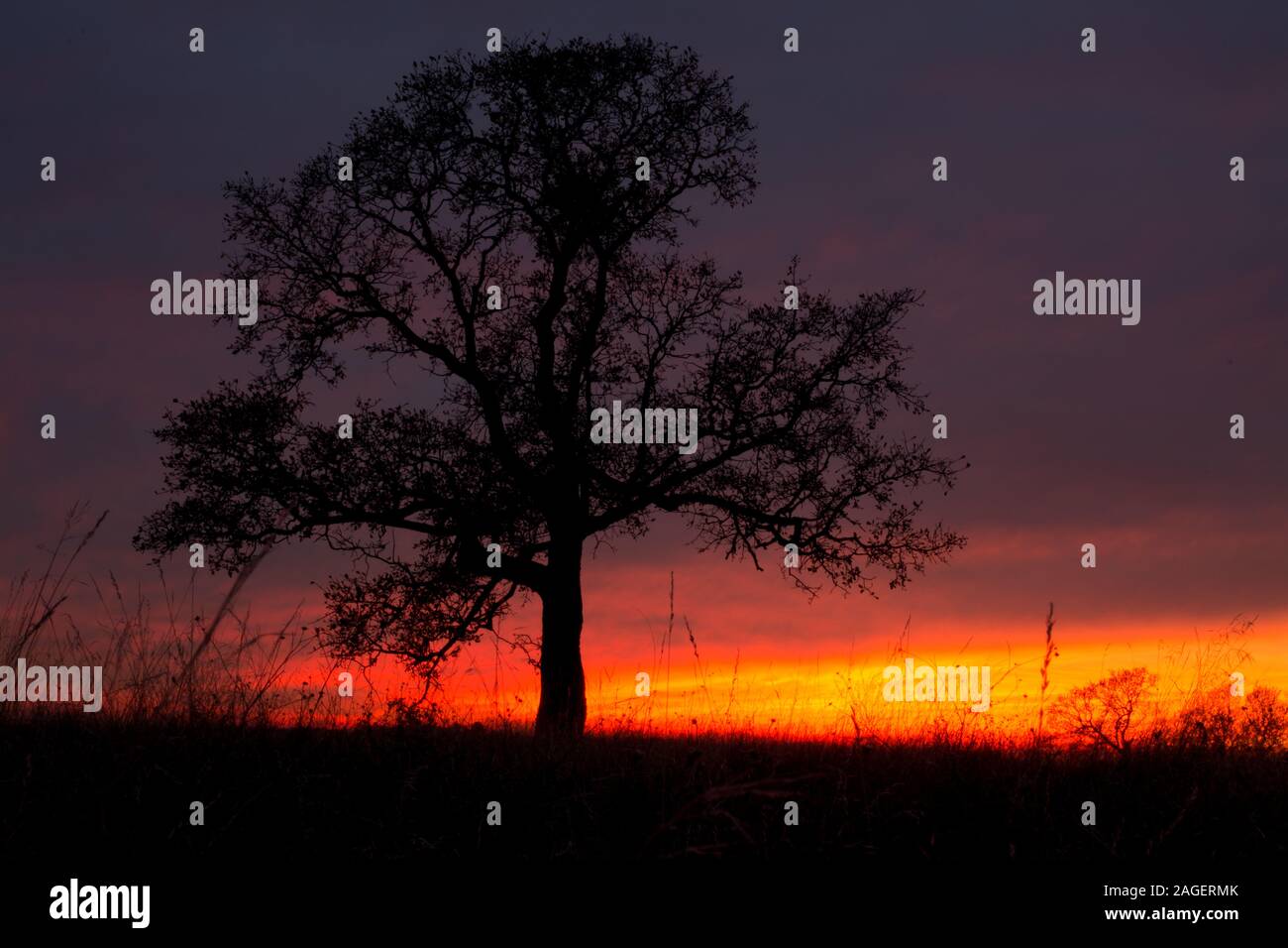 Oak tree with vibrant dramatic sunset Stock Photo - Alamy