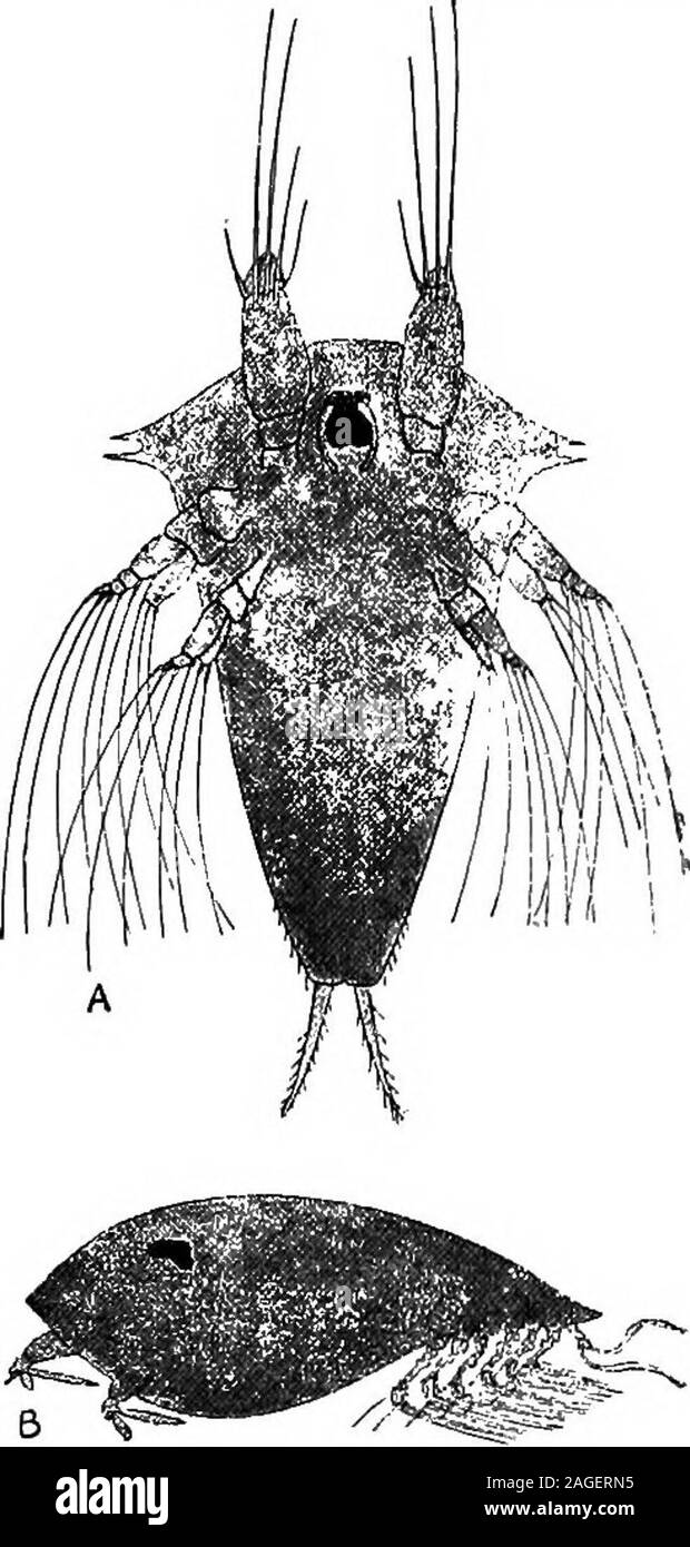 Barnacle legs Black and White Stock Photos & Images - Alamy