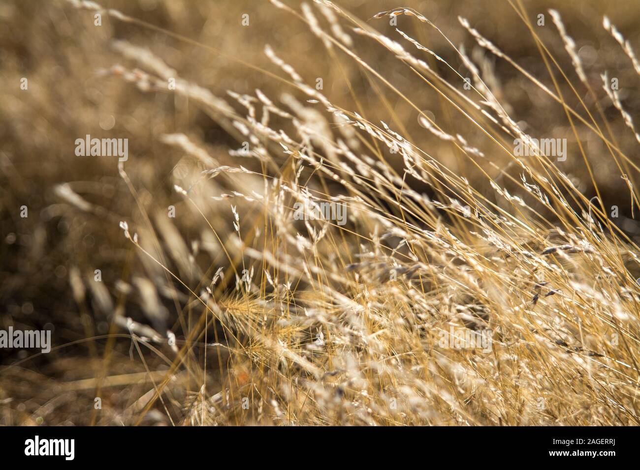 Wild dry grasses waving in the wind Stock Photo - Alamy