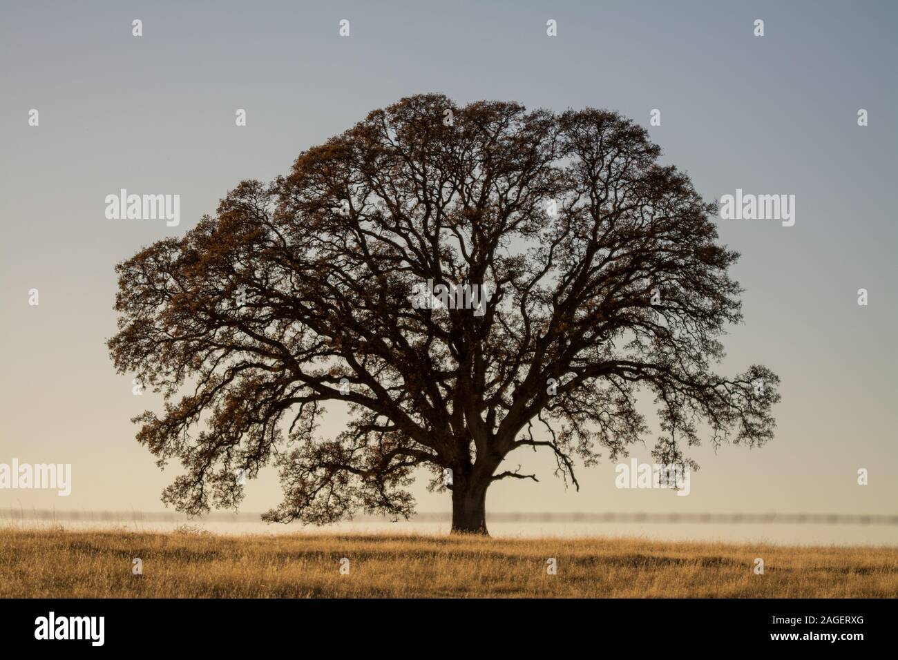 Oak tree with vibrant dramatic sunset Stock Photo - Alamy