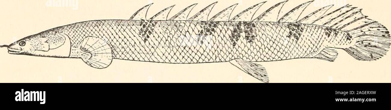 Mud fish cocoon hi-res stock photography and images - Alamy