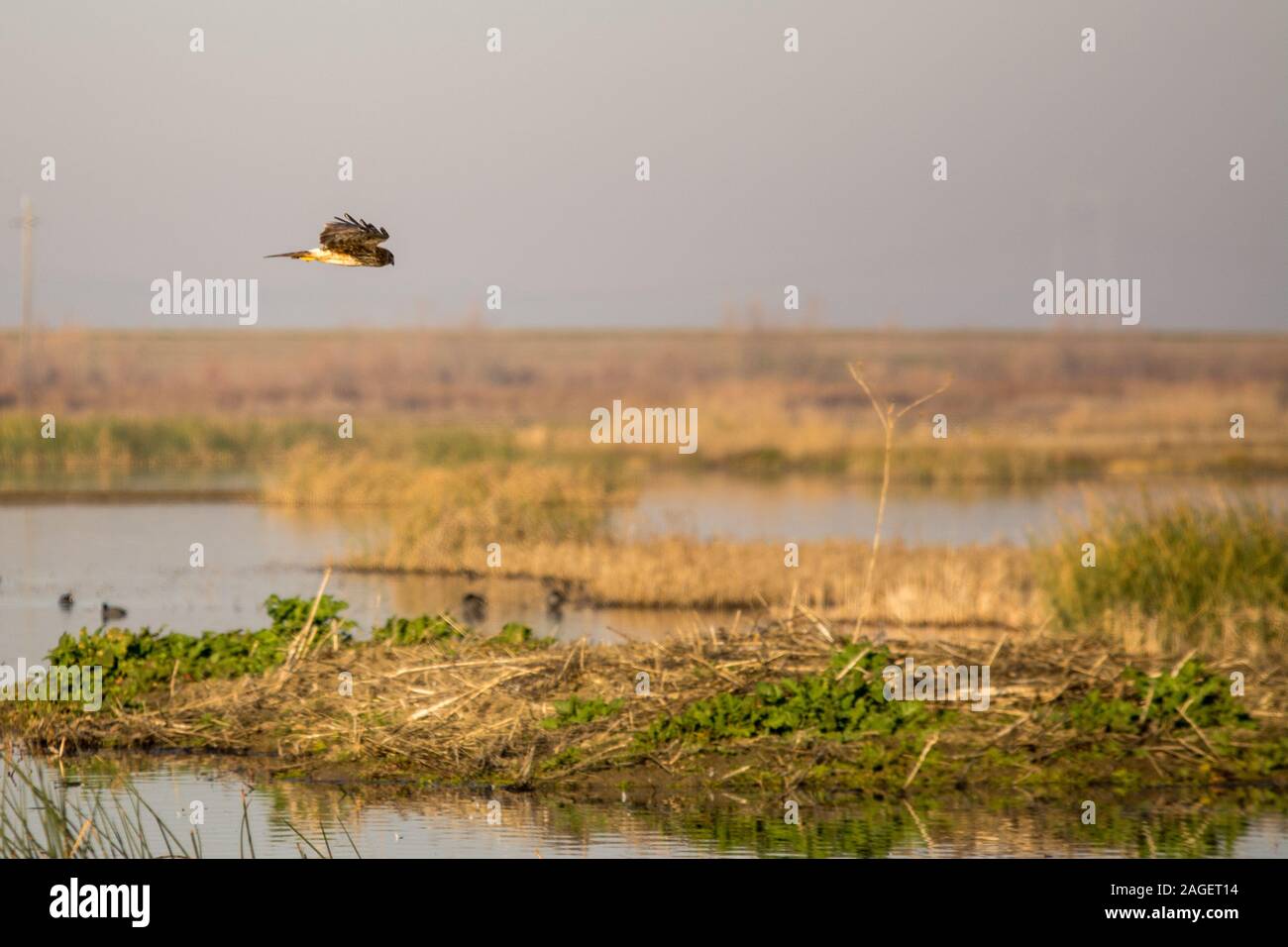 Hawk flying over water hi-res stock photography and images - Alamy