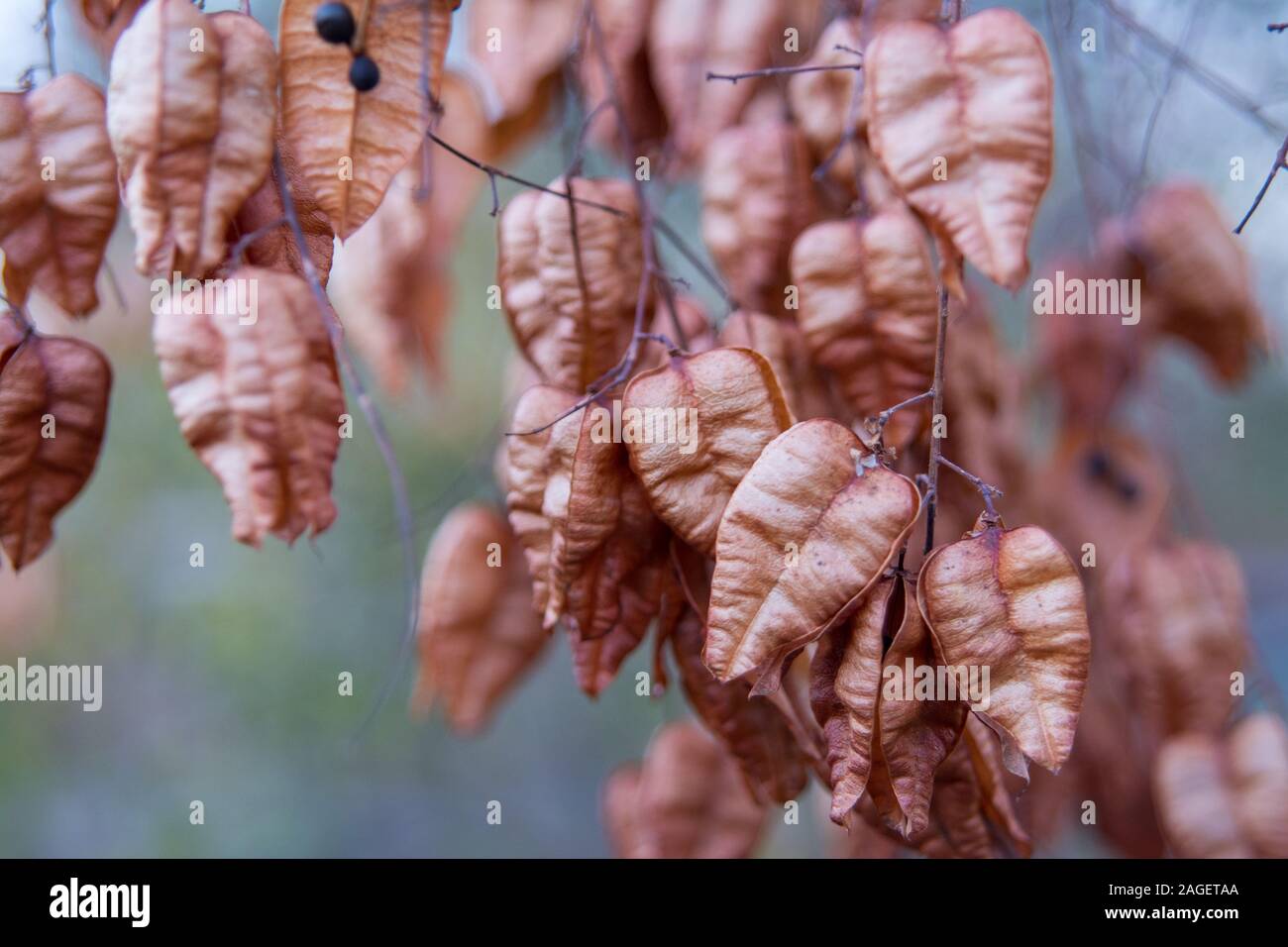 Seed dried pod husk hi-res stock photography and images - Alamy