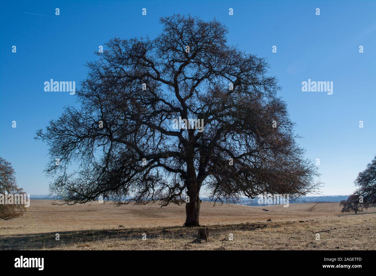 massive oak tree in cattle pasture Stock Photo - Alamy