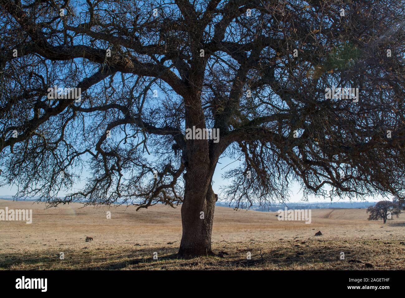 massive oak tree in cattle pasture Stock Photo - Alamy